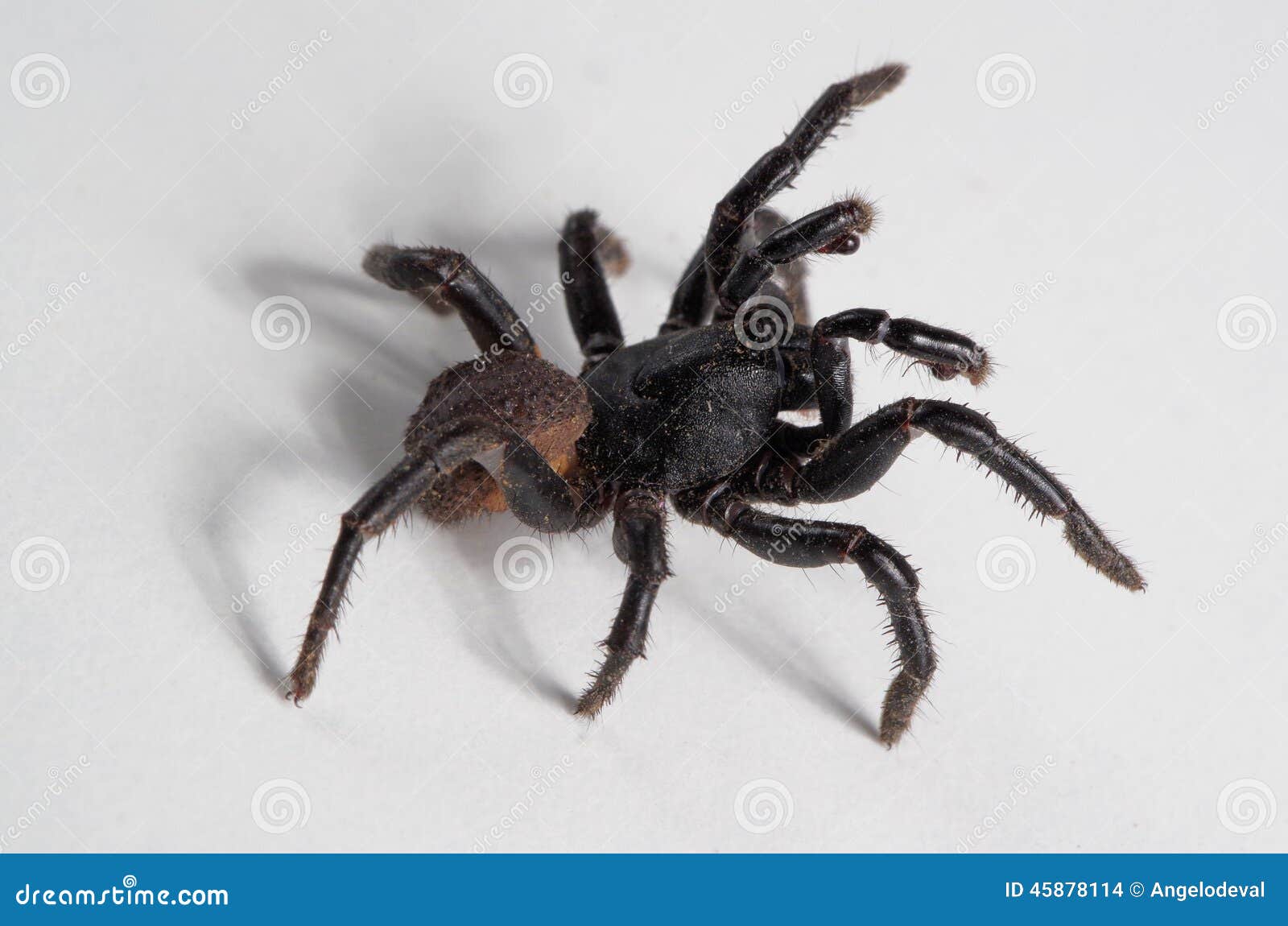 Close-up of Ummidia Black Spider (attack Position) Stock Photo - Image ...