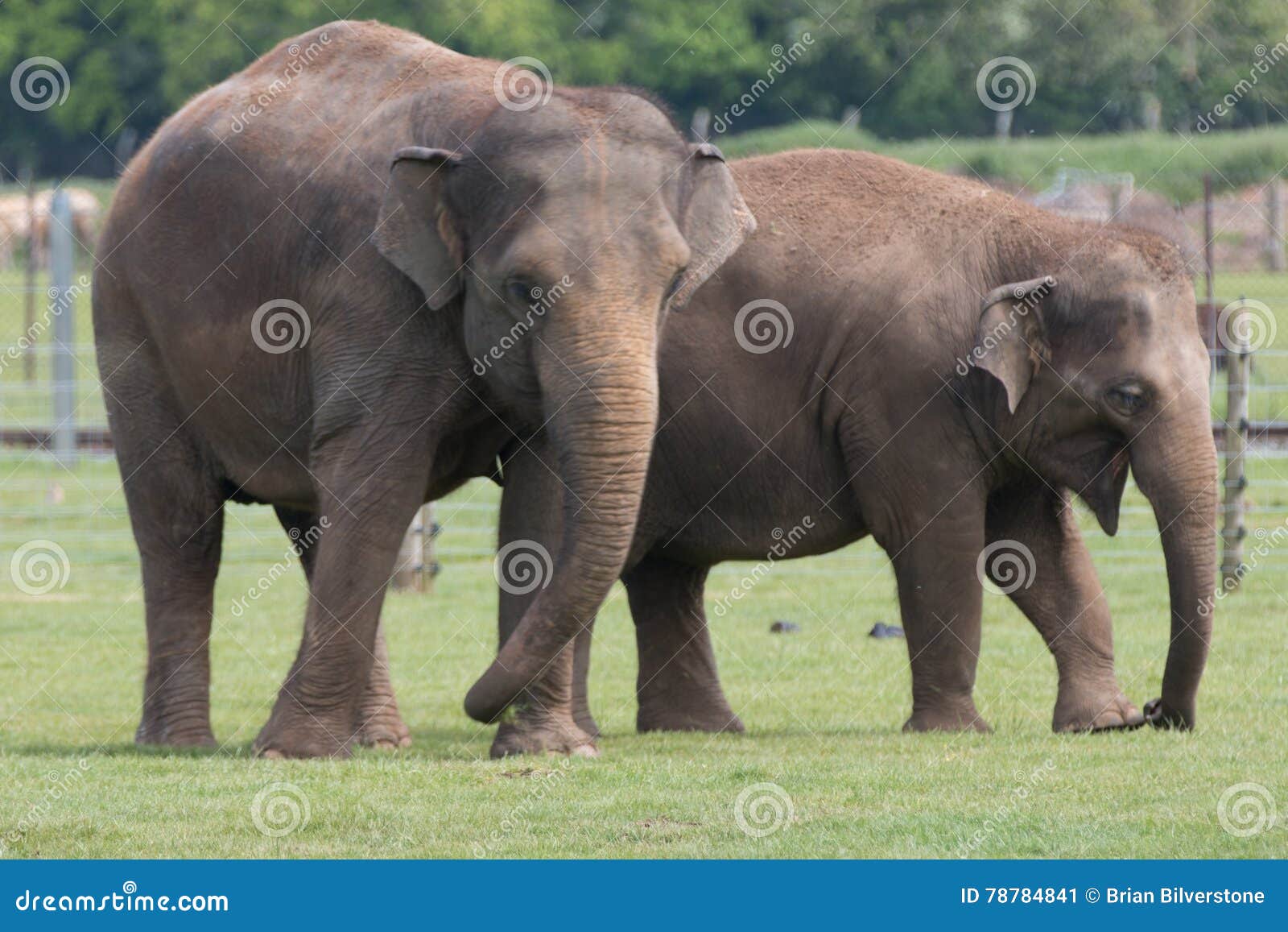 Umore del pachiderma immagine stock. Immagine di elefanti - 78784841