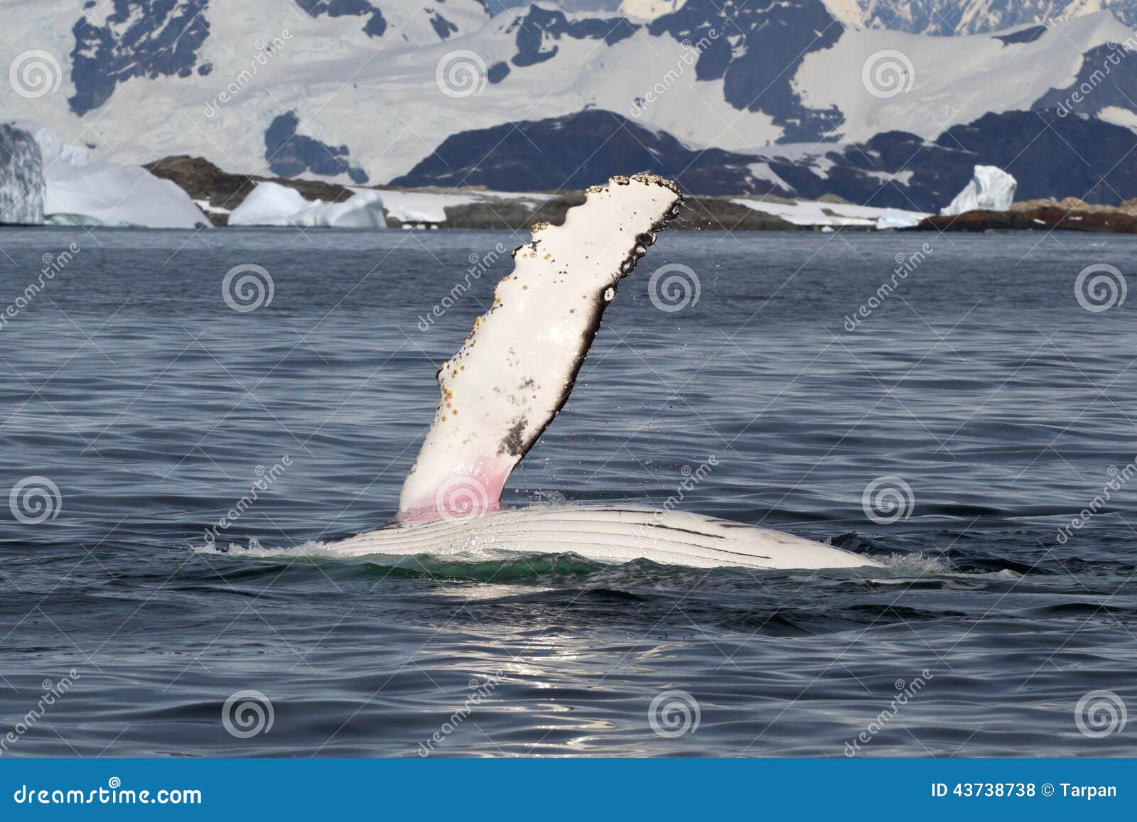 Umpback Whale Flippers Who Waves Over the Water Stock Photo - Image of ...