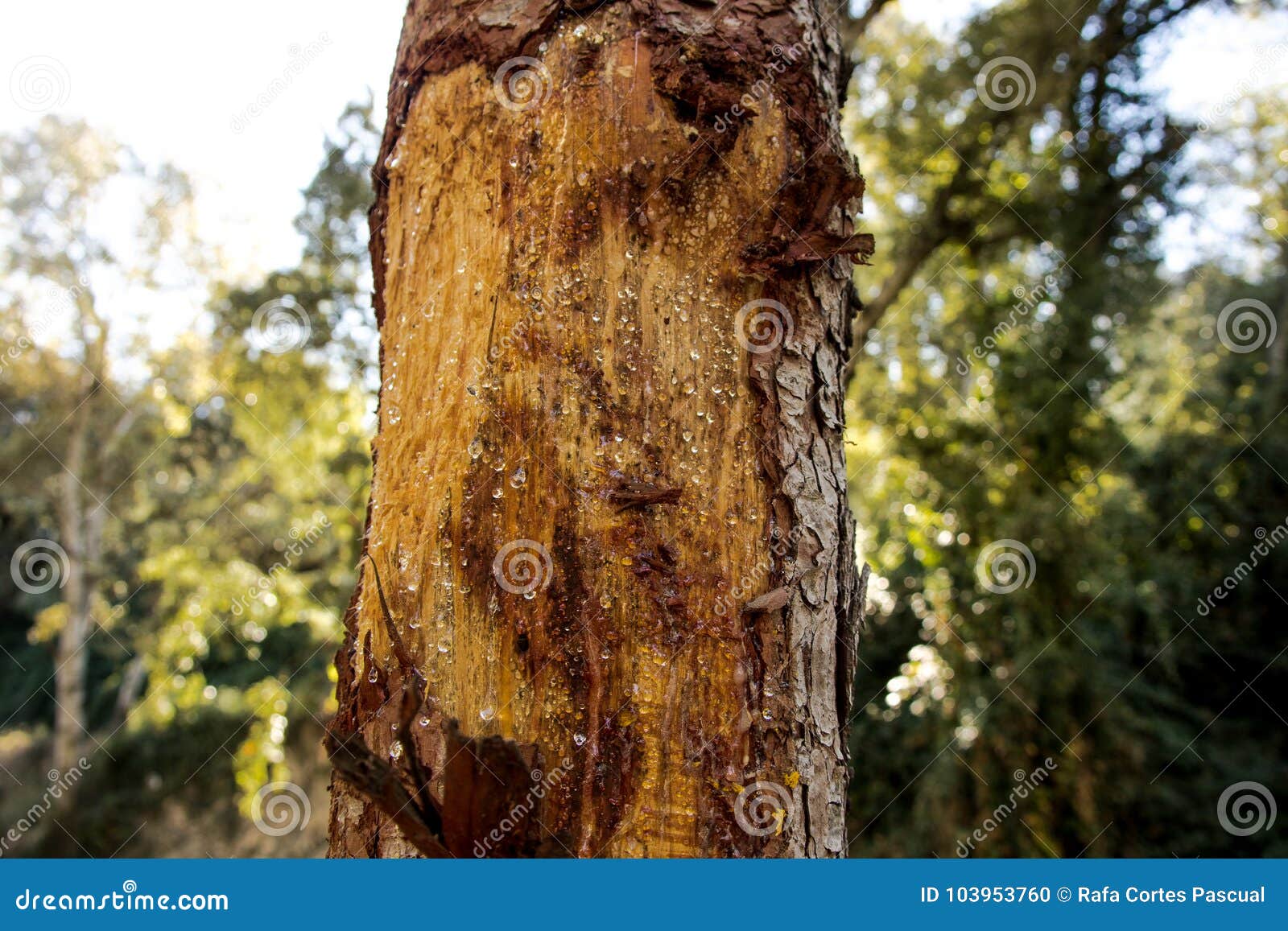Un árbol con savia foto de archivo. Imagen de madera - 103953760