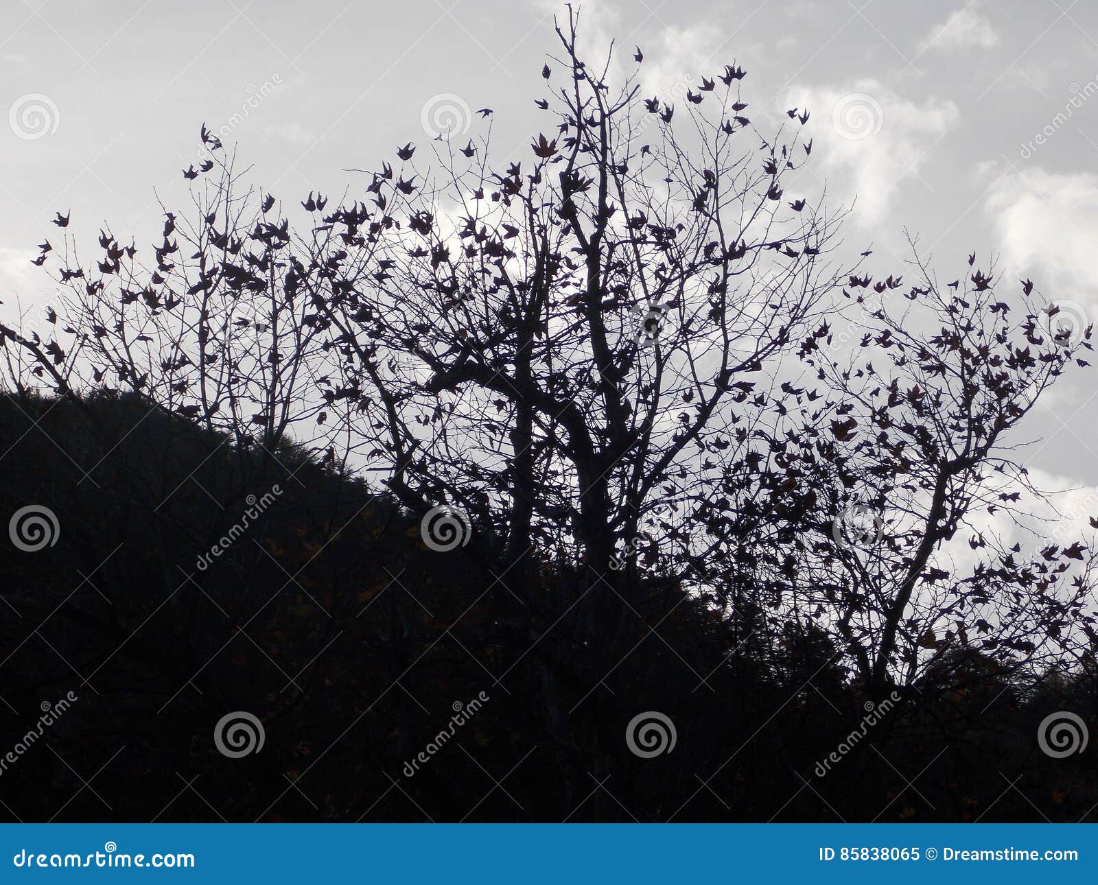 Un árbol triste ramificado imagen de archivo. Imagen de oscuro - 85838065