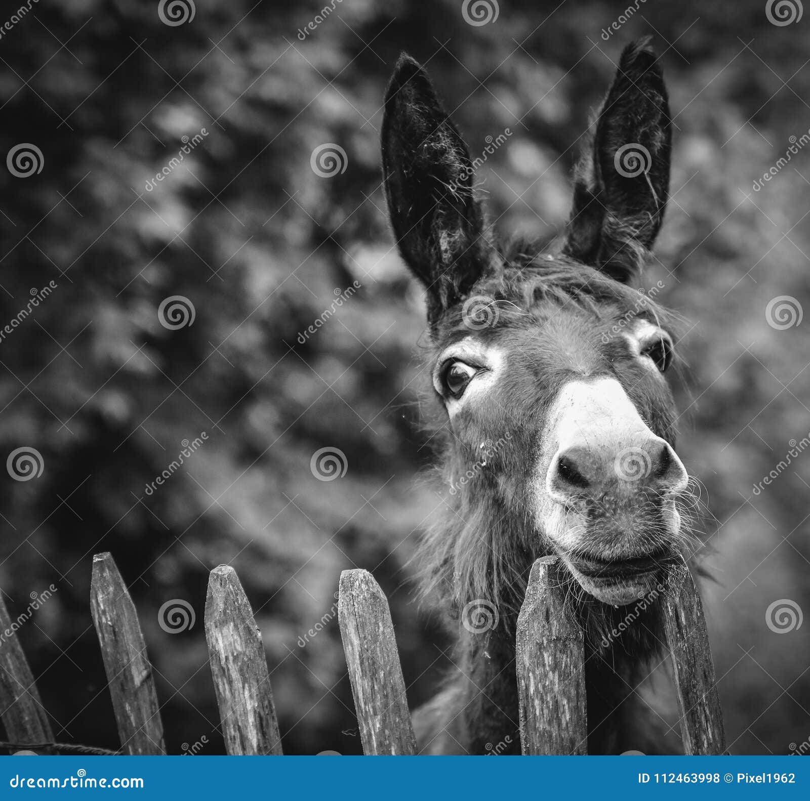 Un âne mignon photo stock. Image du tête, mignon, ciel - 112463998