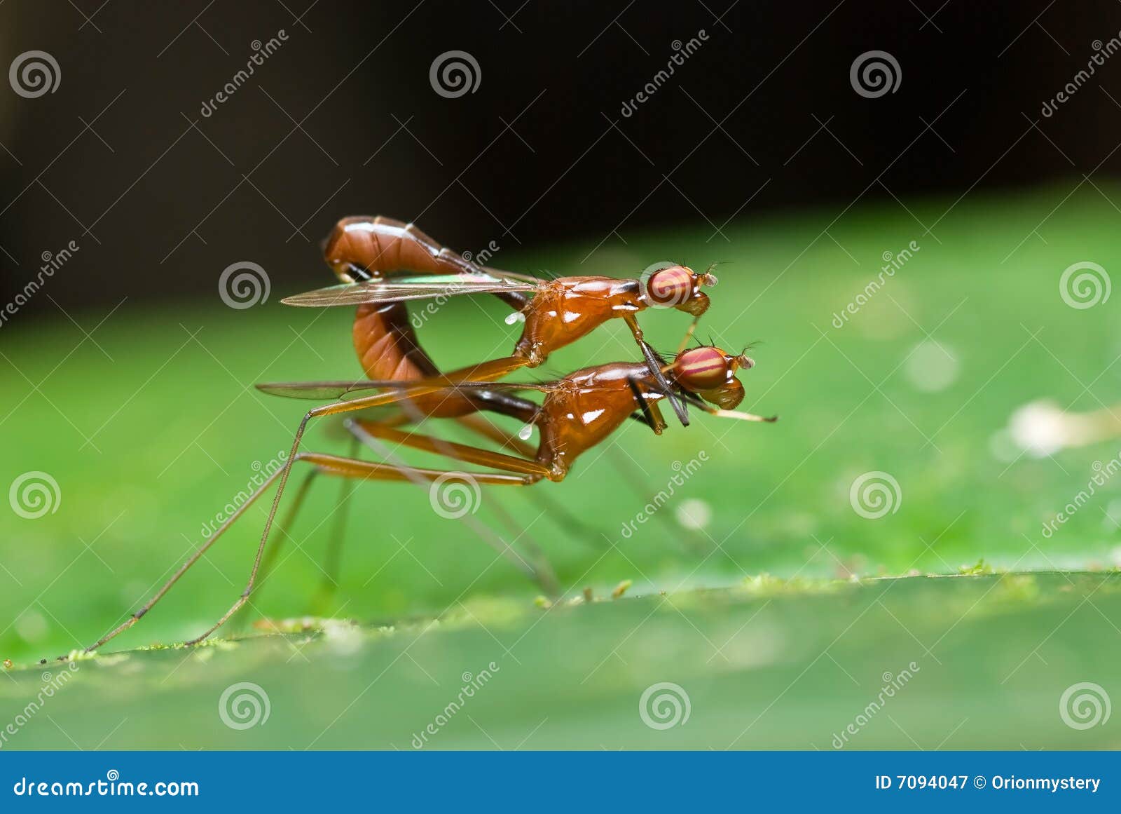 Un Accoppiamento Delle Due Mosche Immagine Stock - Immagine di ...