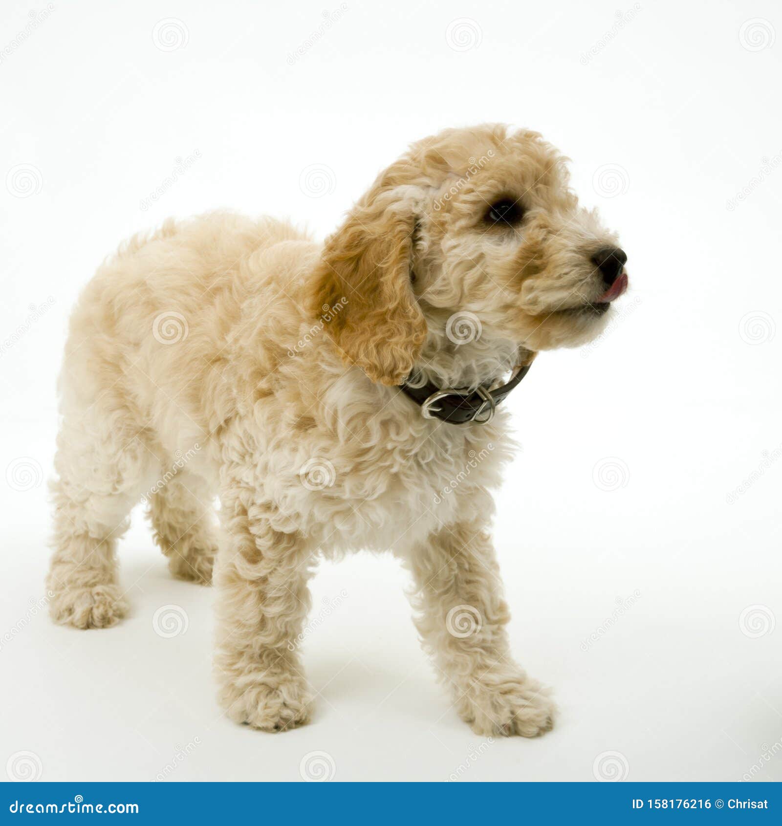 Un Adorable Cachorro Cockapoo Sobre Fondo Blanco Foto de archivo ...