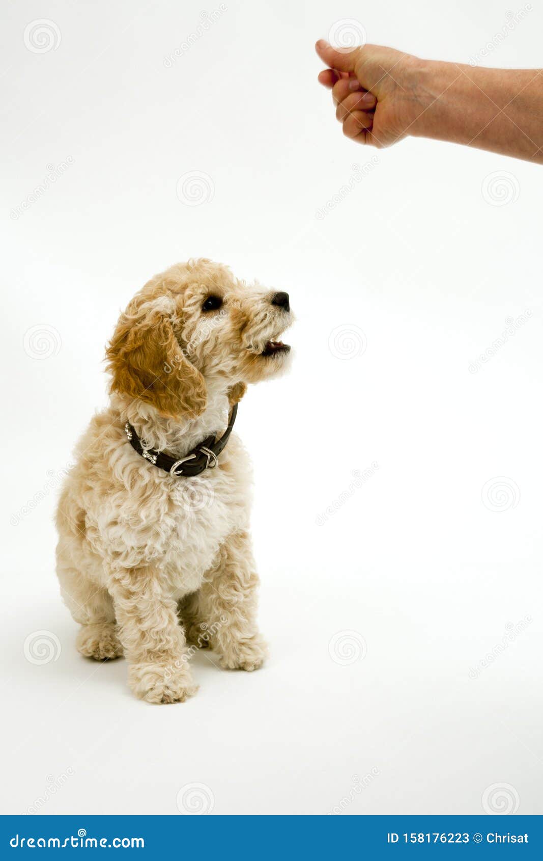 Un Adorable Cachorro Cockapoo Sobre Fondo Blanco Imagen de archivo ...
