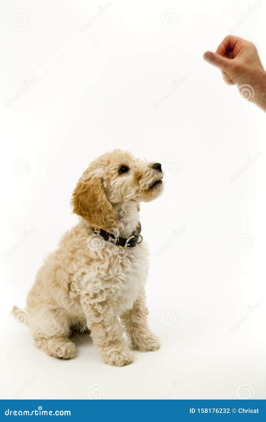 Un Adorable Cachorro Cockapoo Sobre Fondo Blanco Foto de archivo ...