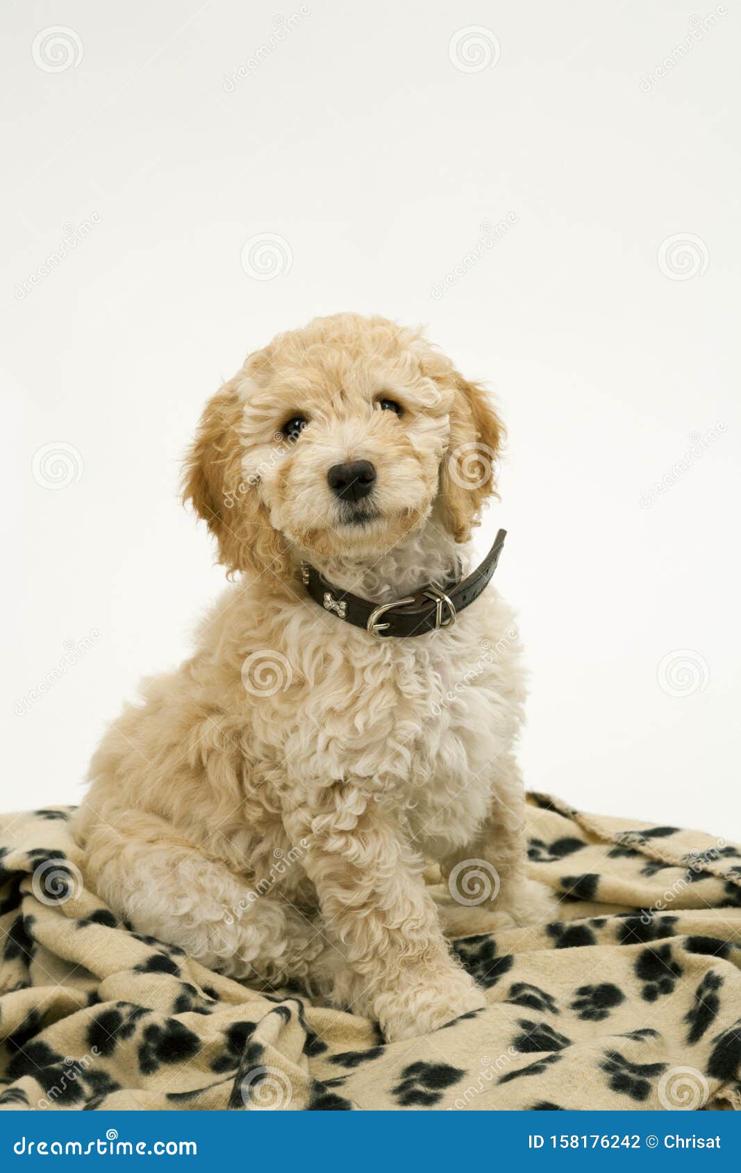 Un Adorable Cachorro Cockapoo Sobre Fondo Blanco Foto de archivo ...