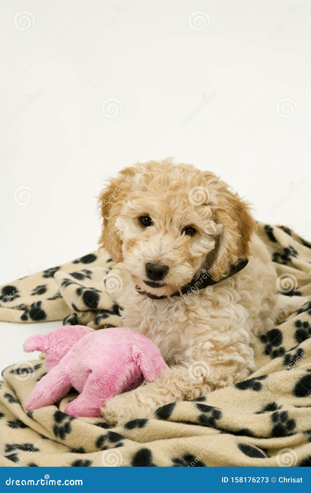 Un Adorable Cachorro Cockapoo Sobre Fondo Blanco Imagen de archivo ...