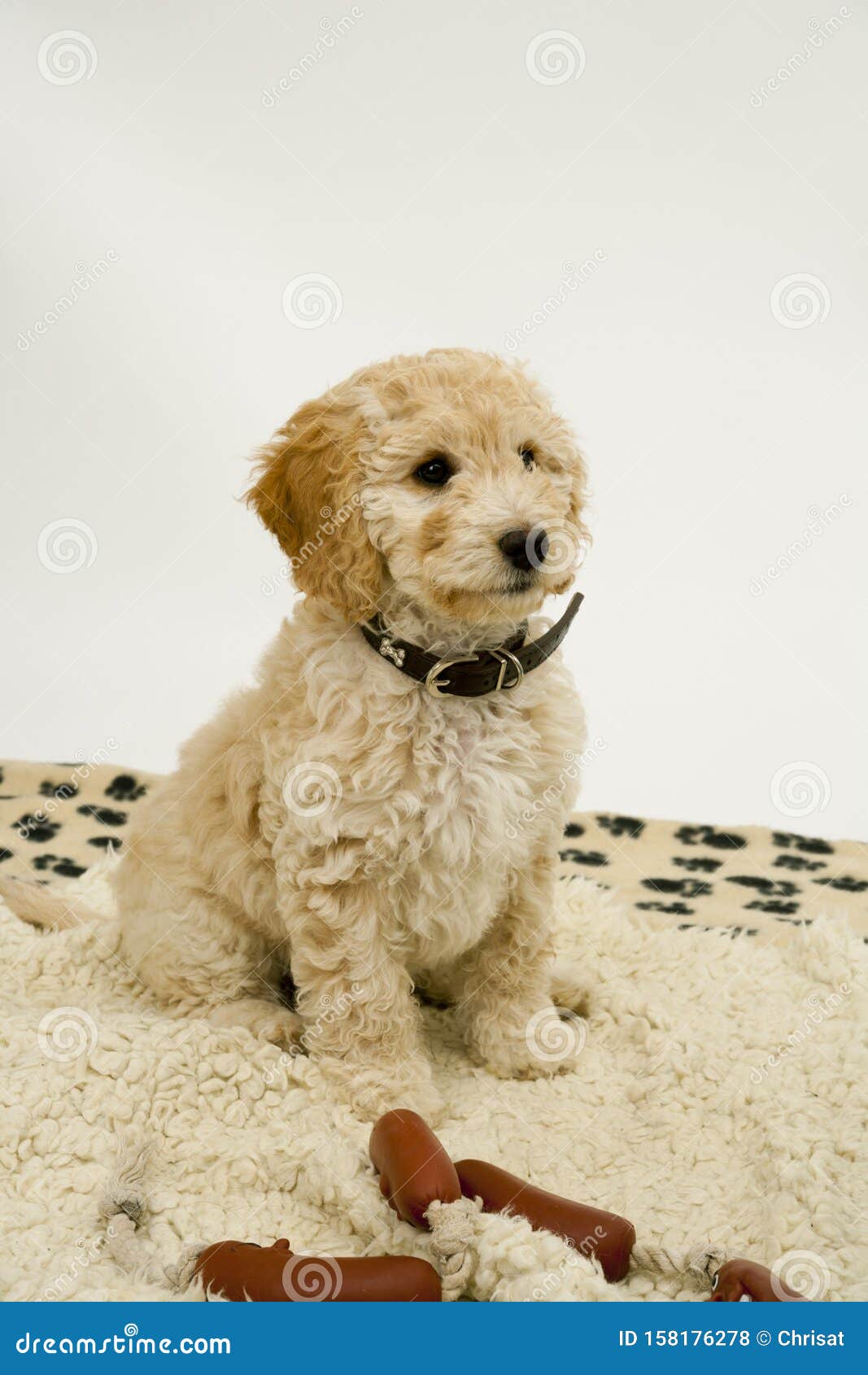 Un Adorable Cachorro Cockapoo Sobre Fondo Blanco Foto de archivo ...