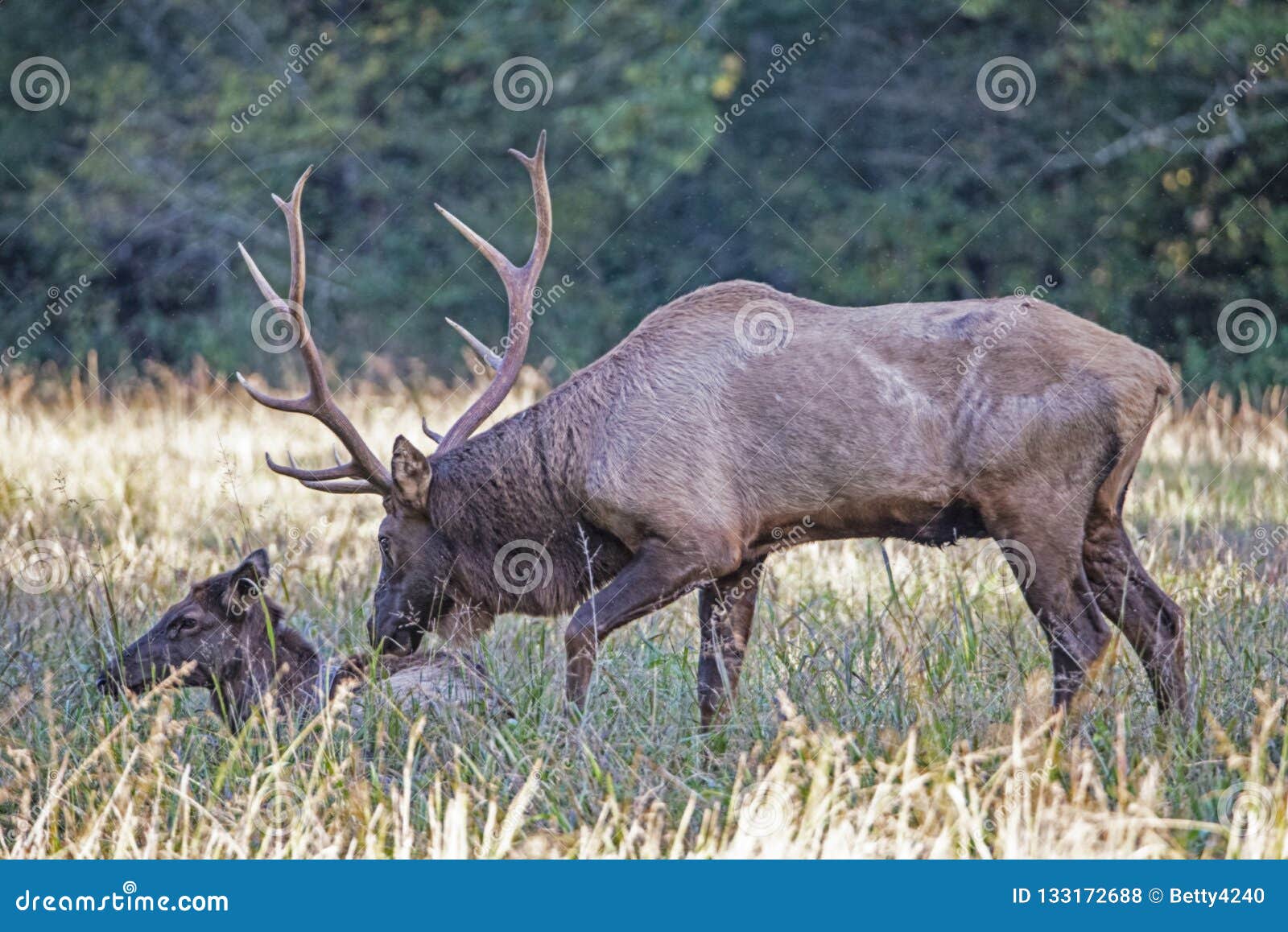 Un Alce Del Toro Que Comprueba Una Hembra Foto de archivo - Imagen de ...
