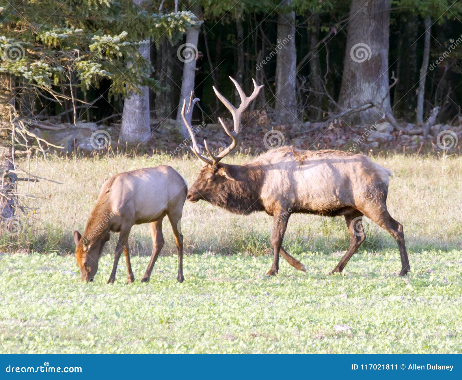Un Alce Del Toro Y De La Vaca Imagen de archivo - Imagen de aviar ...