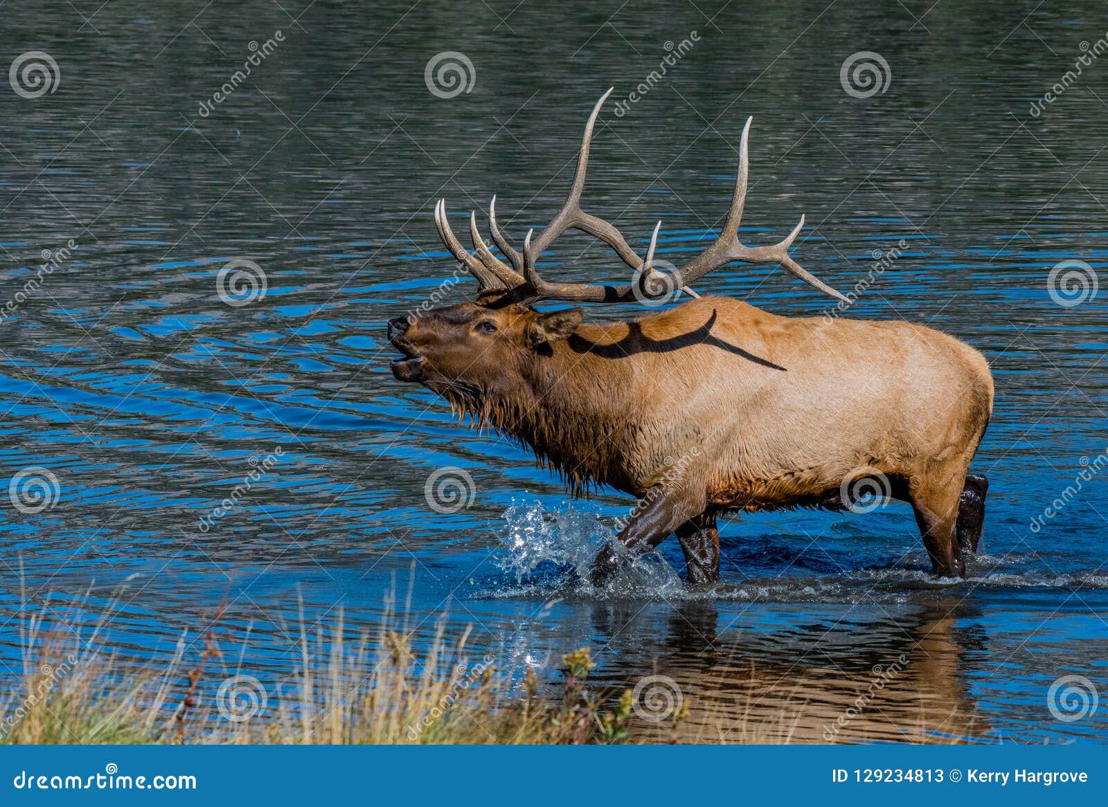 Un Alce Grande Bugling De Bull De Un Lago Imagen de archivo - Imagen de ...