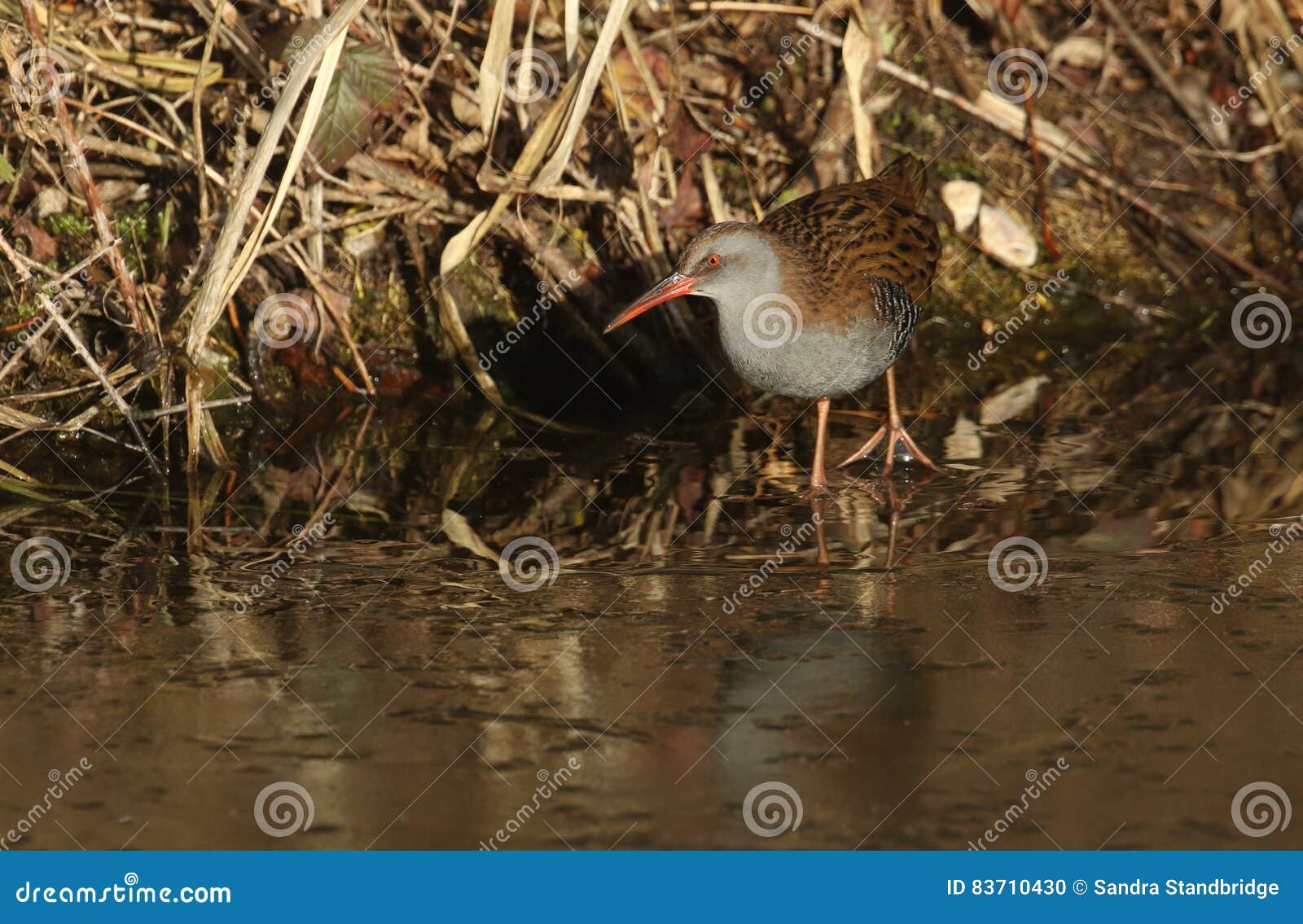 Un Aquaticus Altamente Reservado De Rallus Del Carril Del Agua Un ... Un Aquaticus Altamente Reservado De Rallus Del Carril Del Agua Un ...