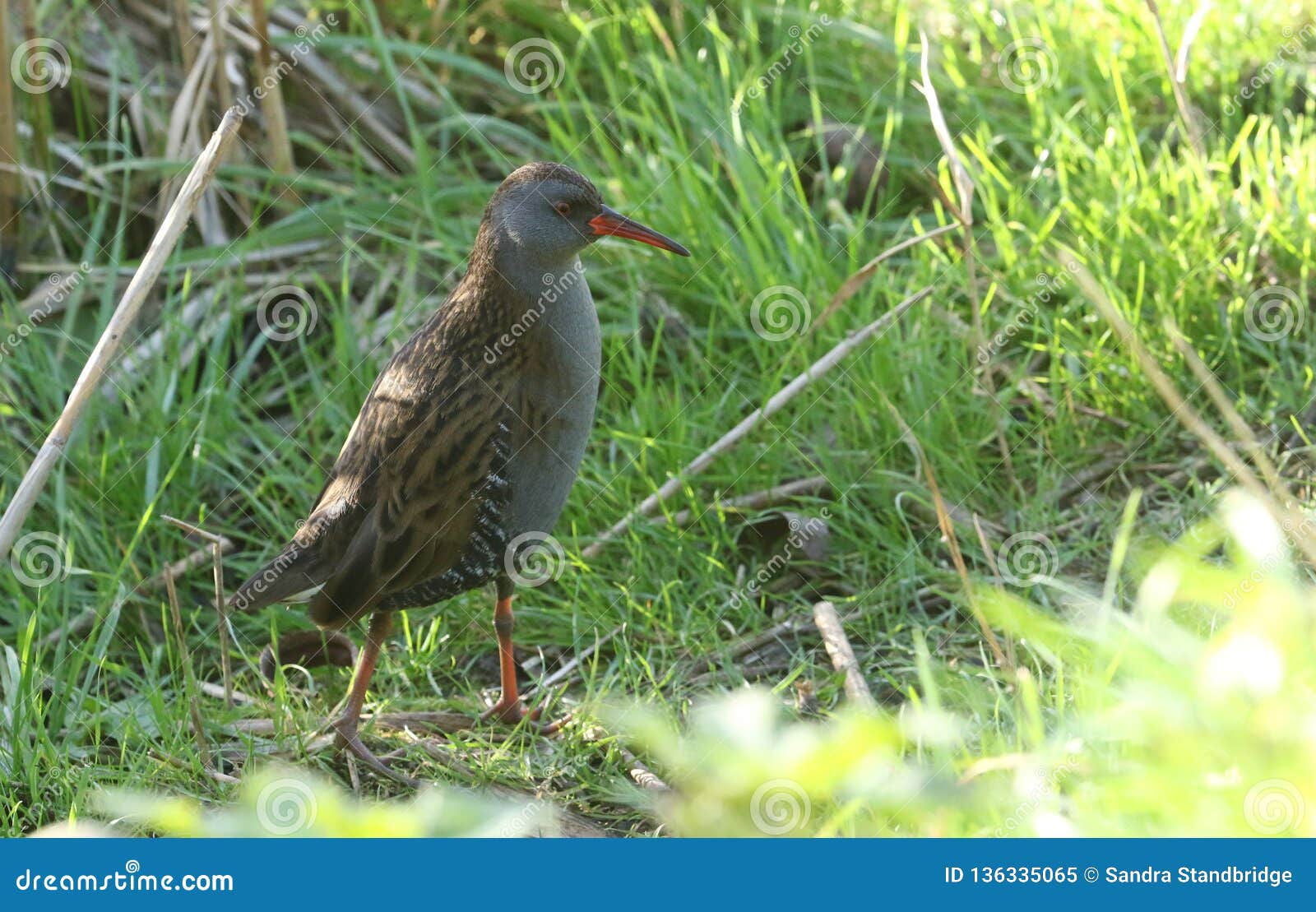 Un Aquaticus Reservado Imponente De Rallus Del Carril Del Agua Que ... Un Aquaticus Reservado Imponente De Rallus Del Carril Del Agua Que ...