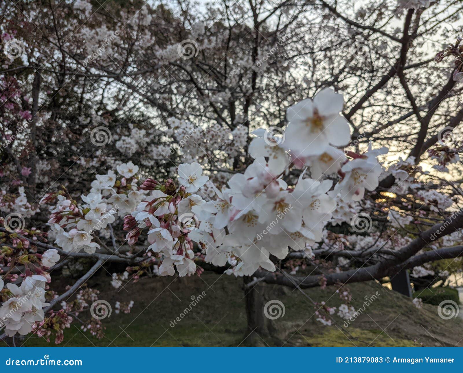 Un Arbre Aux Fleurs De Cerisiers Image stock - Image du cerise, arbre ...