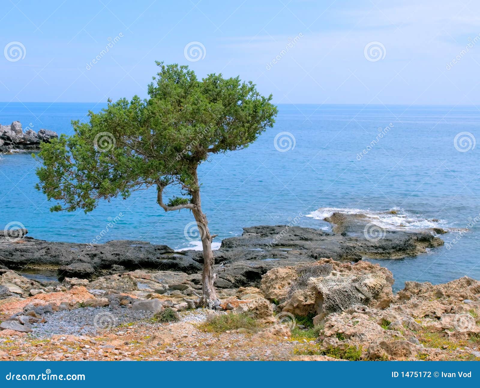 Un Arbre De Pin Sur Un Bord De La Mer Photo stock - Image du down ...
