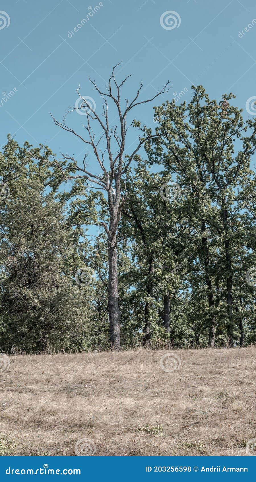 Un Arbre Sec En Nature Que Le Climat Change. Photo stock - Image du ...