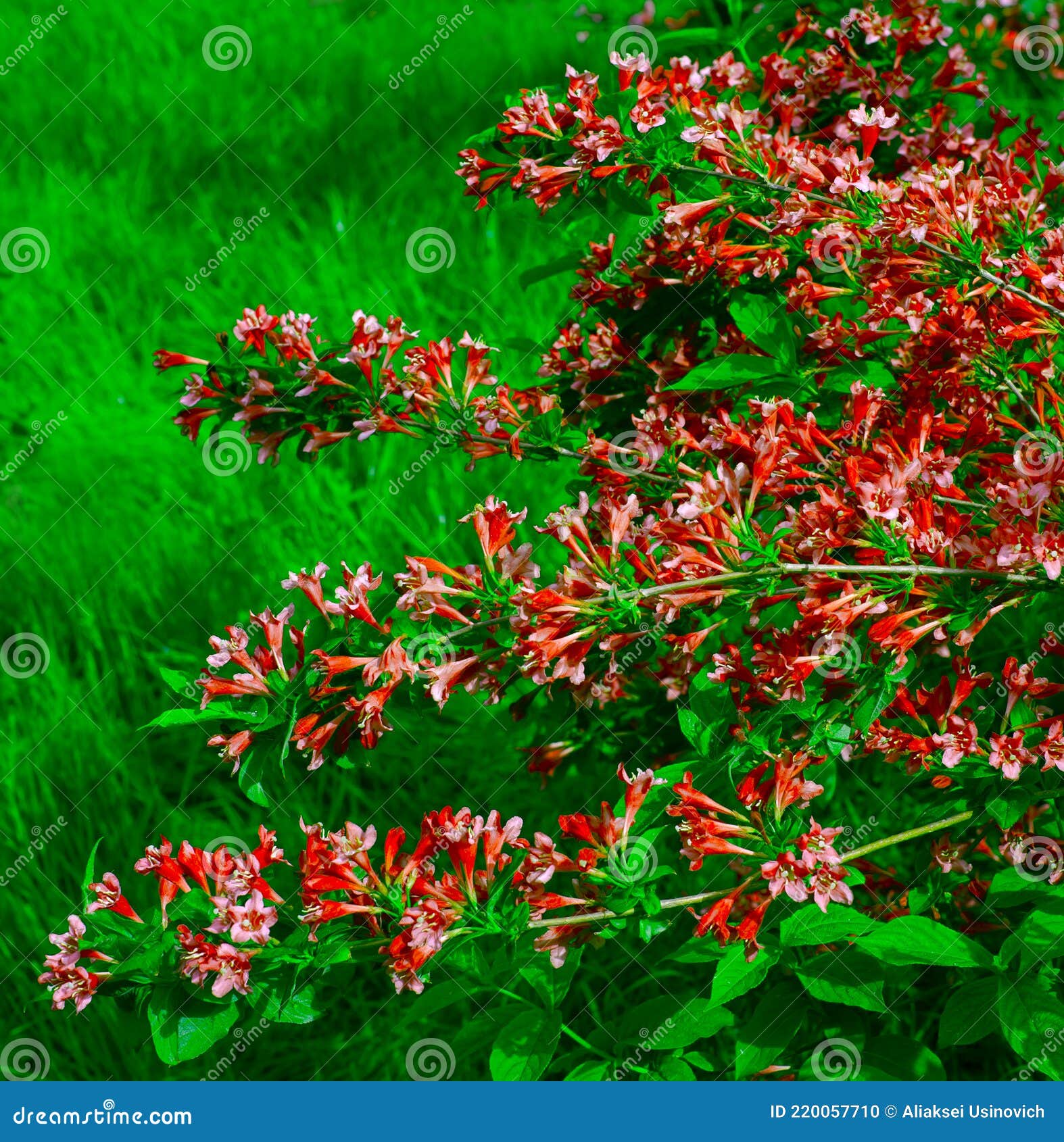 Un Arbusto Con Hermosas Flores Rojas Foto de archivo - Imagen de ...