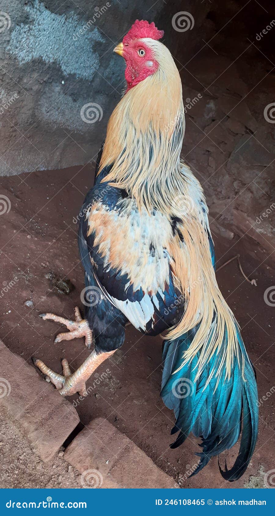 Un asesino gallo indio imagen de archivo. Imagen de asesino - 246108465