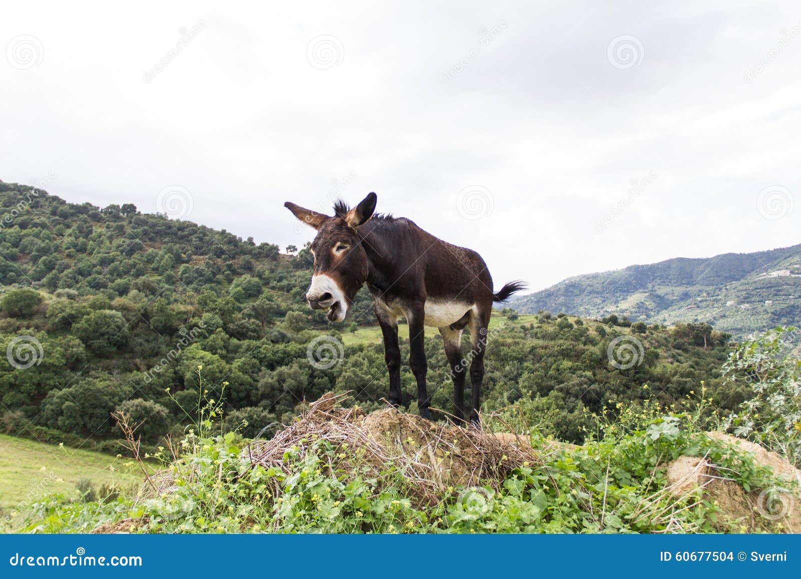 Un asino che raglia fotografia stock. Immagine di animali - 60677504