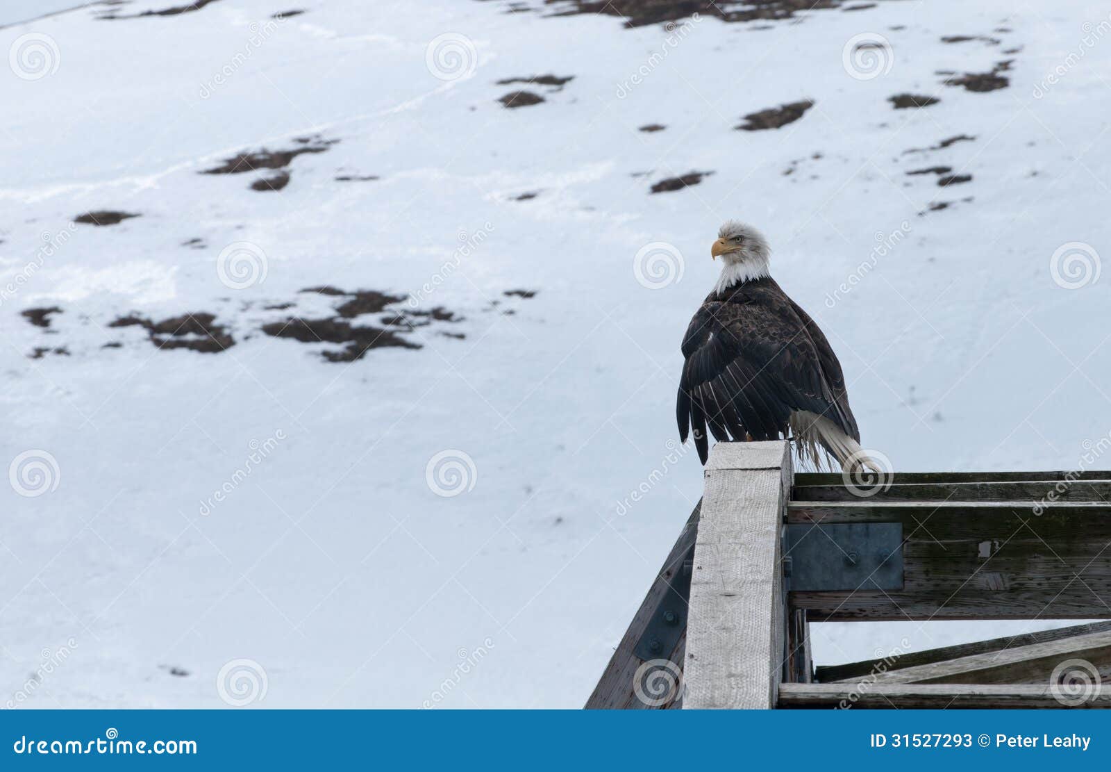 Un Ave Rapaz De Mirada Poderosa Imagen de archivo - Imagen de adulto ...