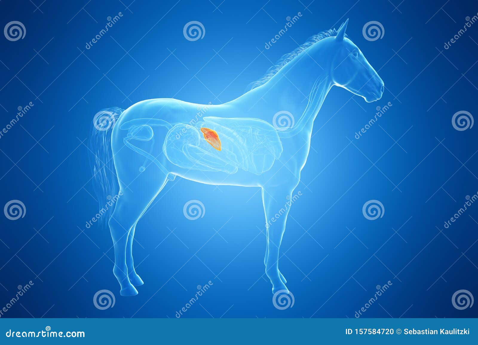 Un bazo de caballos stock de ilustración. Ilustración de mascota ...