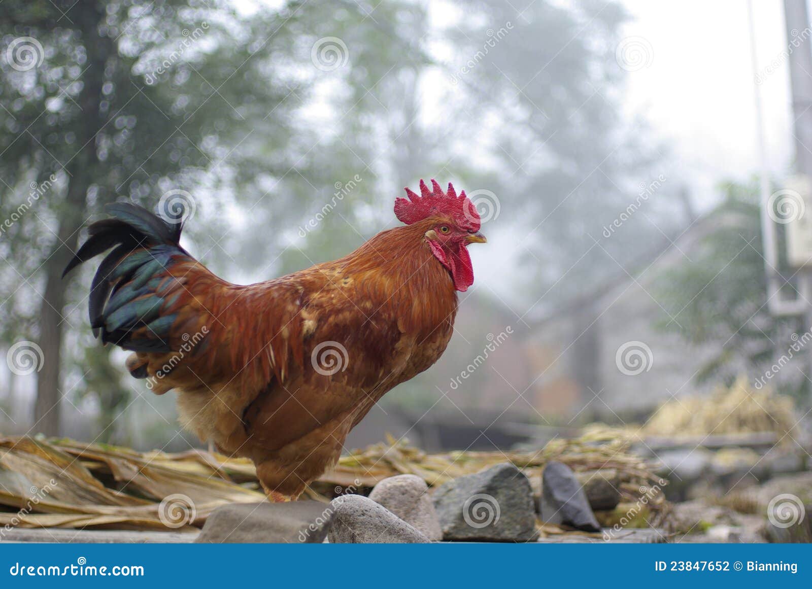 Un beau grand coq photo stock. Image du pentax, grand - 23847652