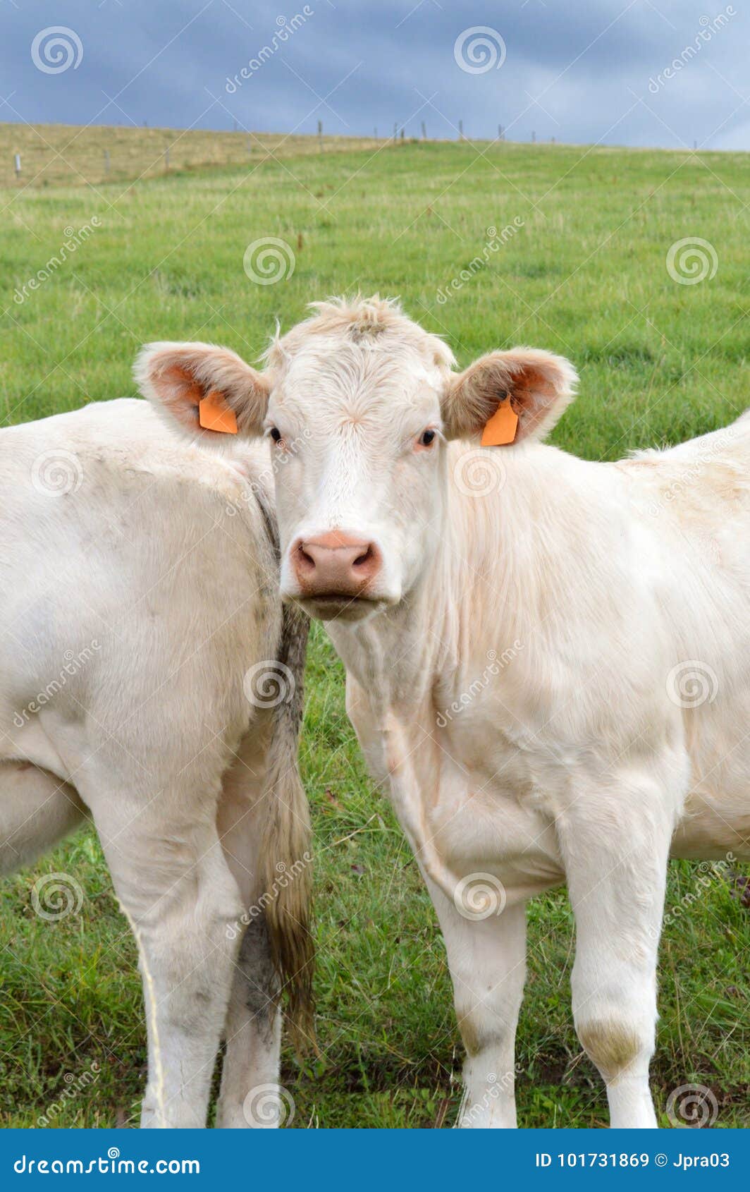 Un becerro de Charolais imagen de archivo. Imagen de pare - 101731869