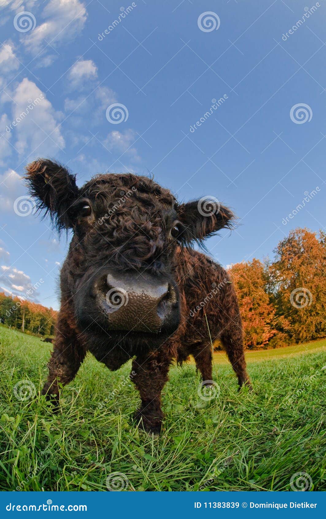 Un becerro negro imagen de archivo. Imagen de campo, vaca - 11383839