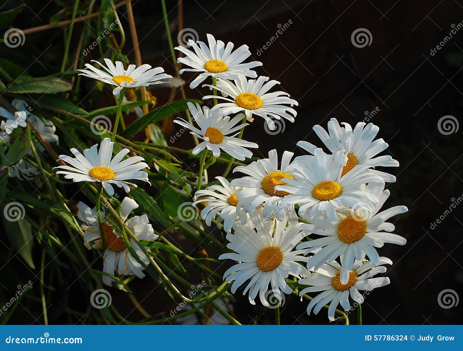 Un Bello Mazzo Di Margherite Fotografia Stock - Immagine di fiori ...