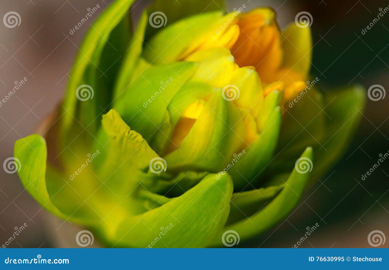Un bello narciso dorato immagine stock. Immagine di arancione - 76630995