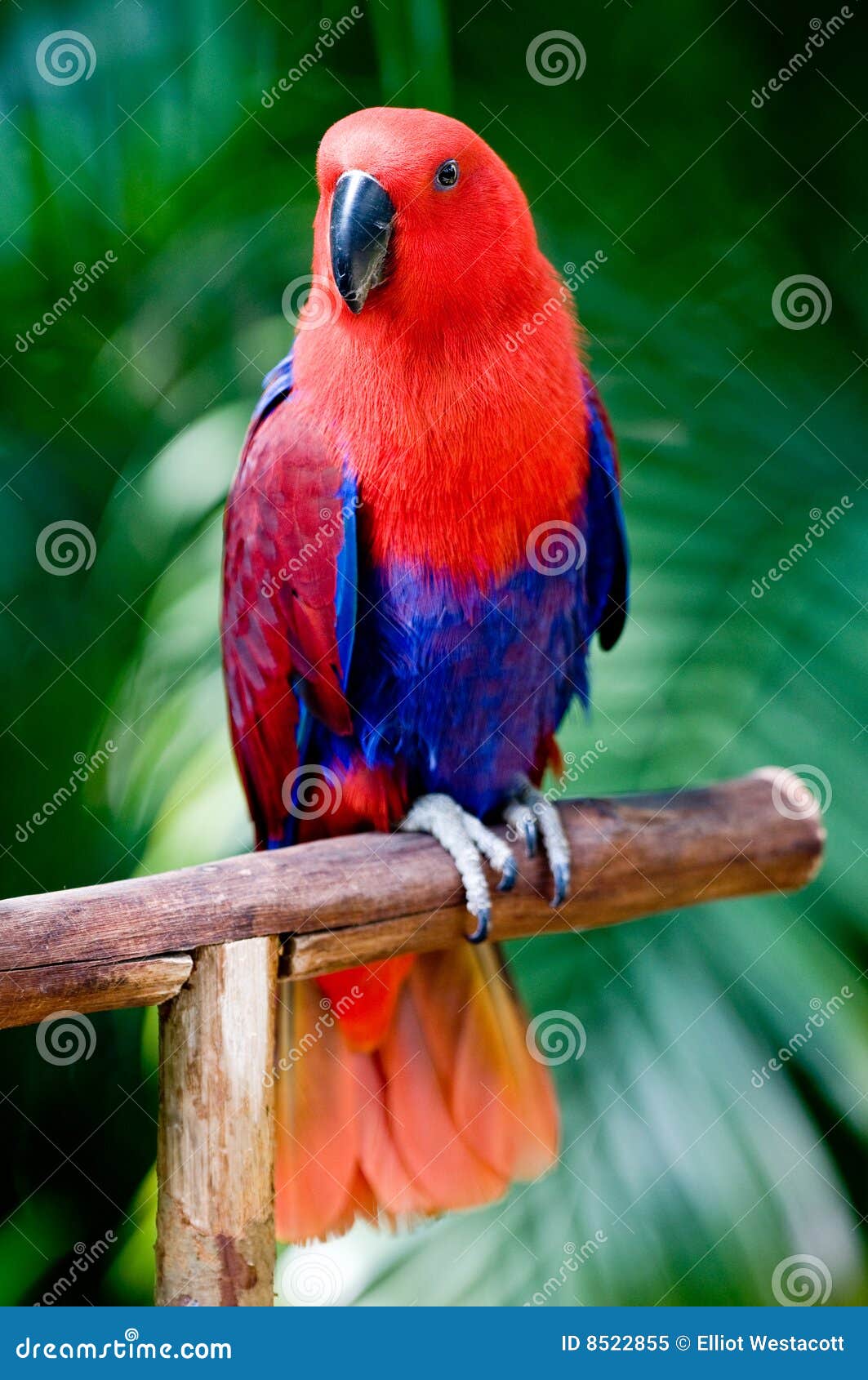 Un bello pappagallo immagine stock. Immagine di accoppiamento - 8522855