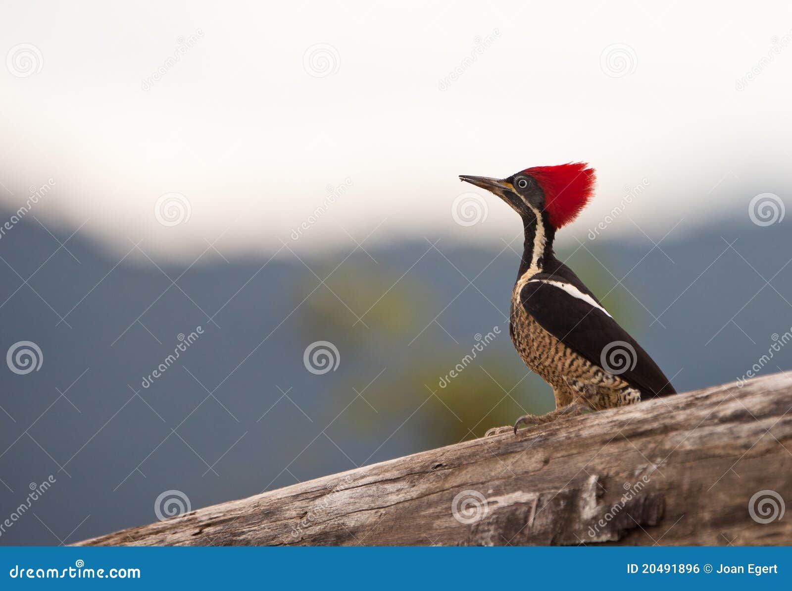 Un Bello Picchio Di Lineated Fotografia Stock - Immagine di animale ...