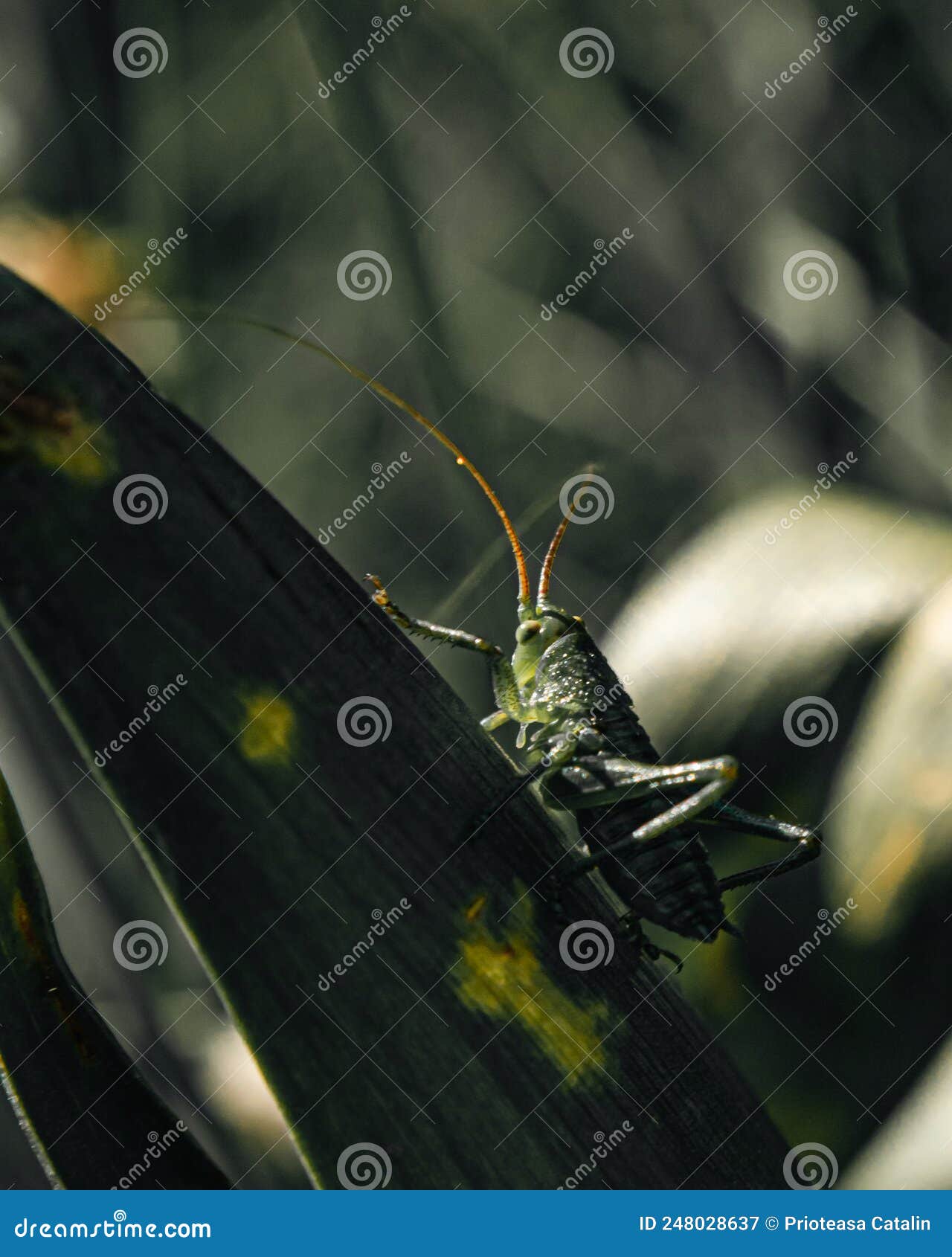 Un bicho verde en una hoja imagen de archivo. Imagen de bicho - 248028637