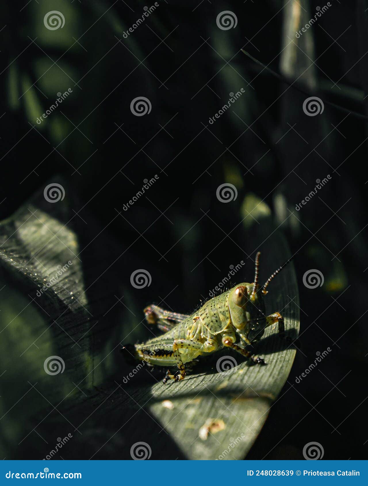 Un bicho verde en una hoja imagen de archivo. Imagen de rojo - 248028639