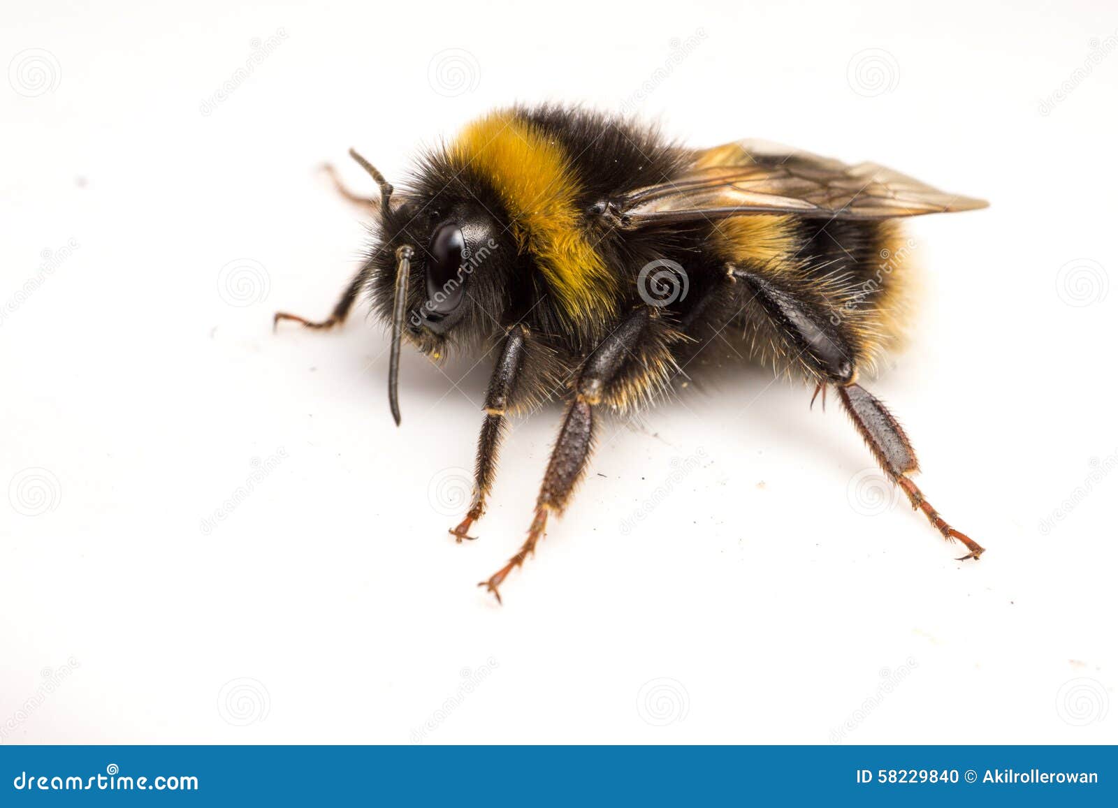 Un Bombo Su Un Fondo Bianco Fotografia Stock - Immagine di macro ...