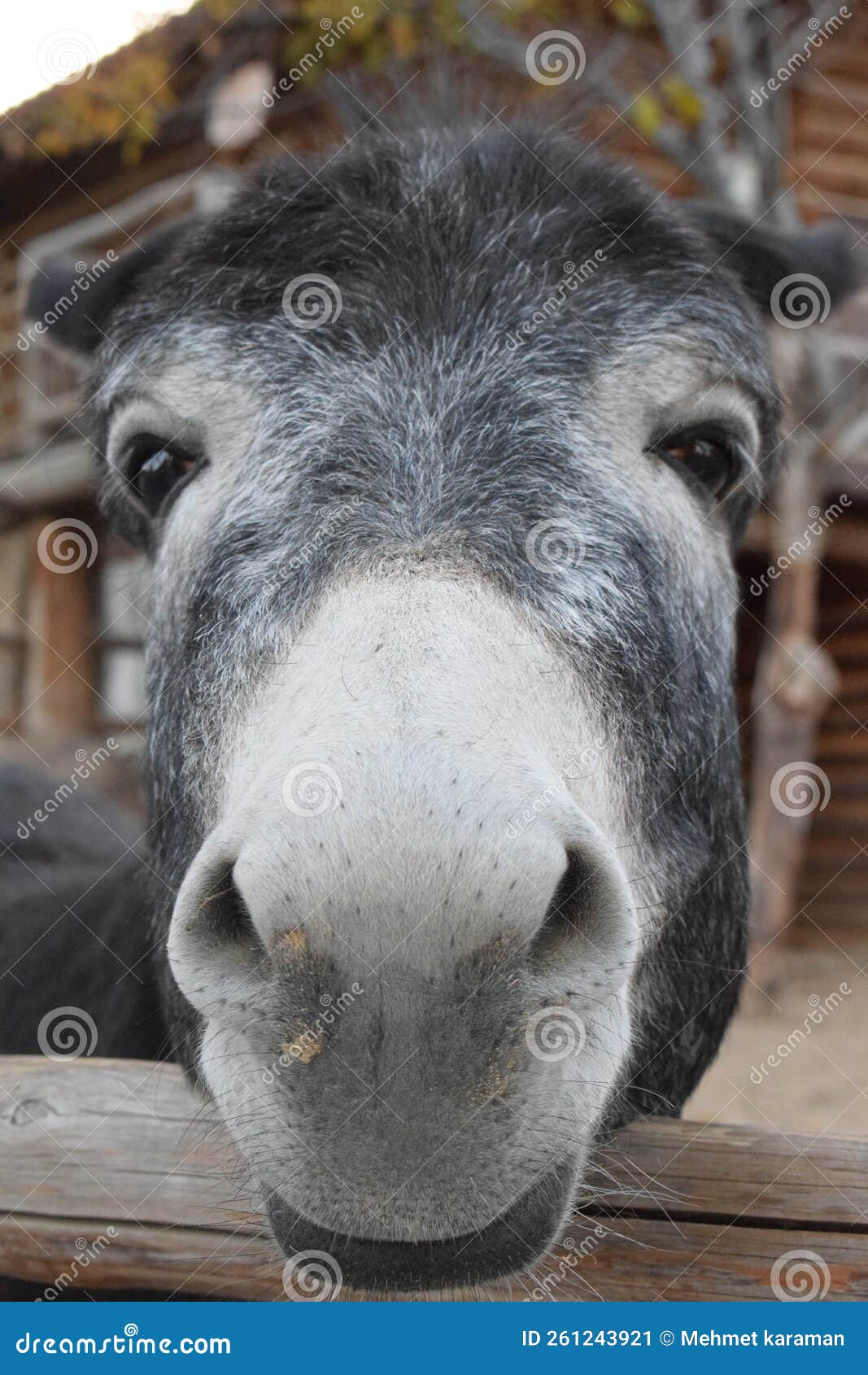 Un Bonito Burro En La Granja Imagen de archivo - Imagen de semental ...