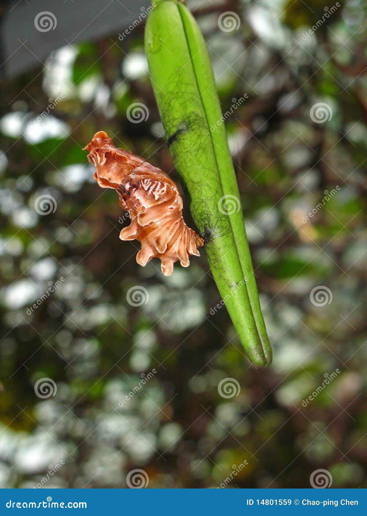 Un bozzolo immagine stock. Immagine di pianta, farfalla - 14801559