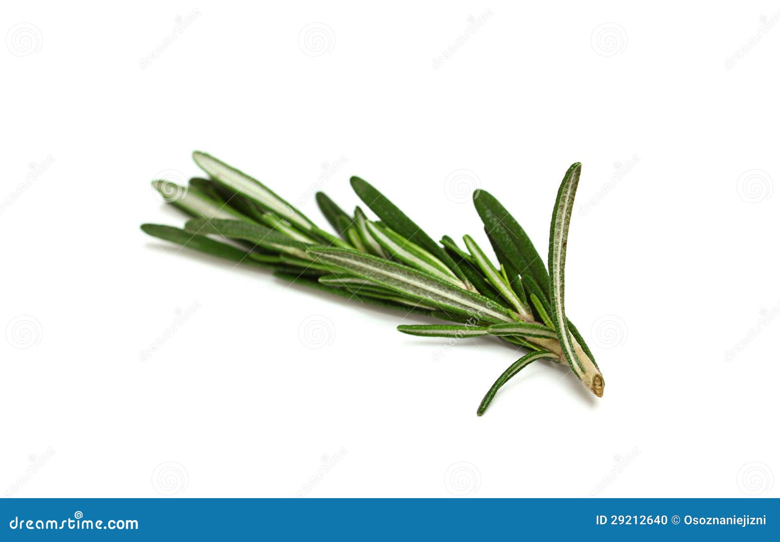 Un brin de romarin frais photo stock. Image du nourriture - 29212640