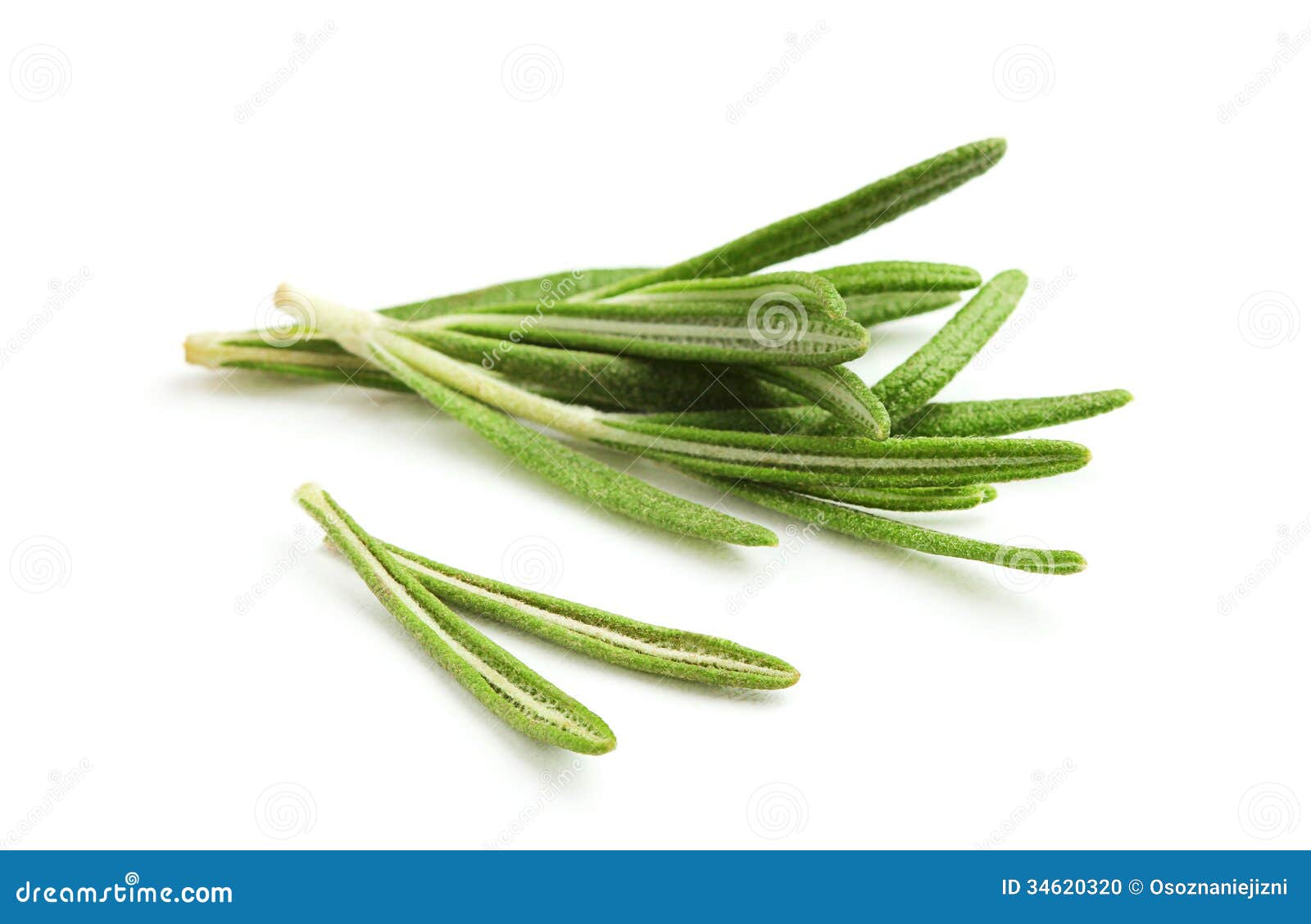 Un brin de romarin frais. photo stock. Image du fermer - 34620320