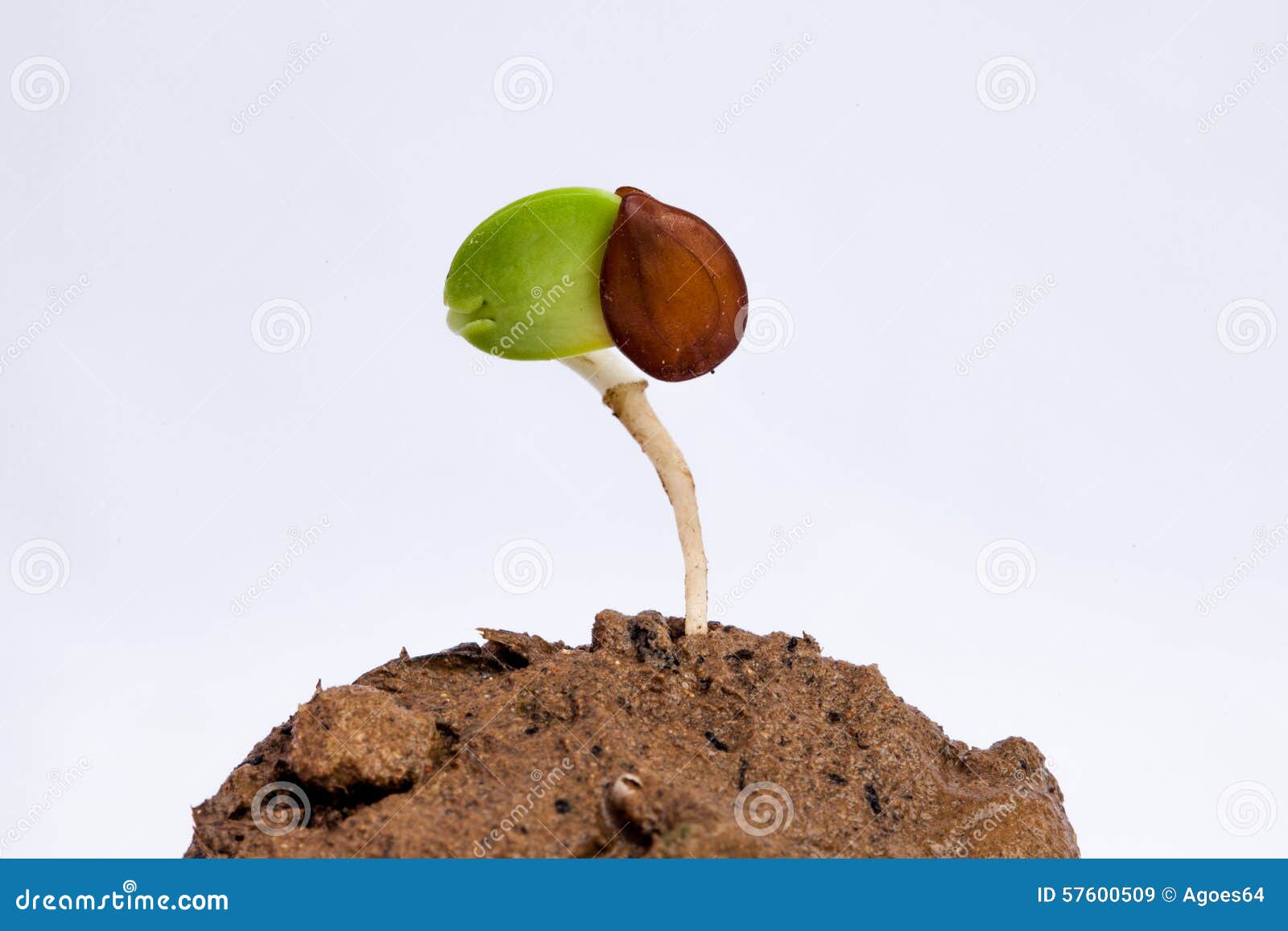 Un Brote Emerge De Una Semilla Imagen de archivo - Imagen de ambiente ...