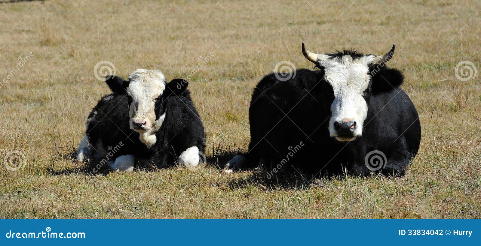 Un bue ed il suo vitello fotografia stock. Immagine di bugia - 33834042