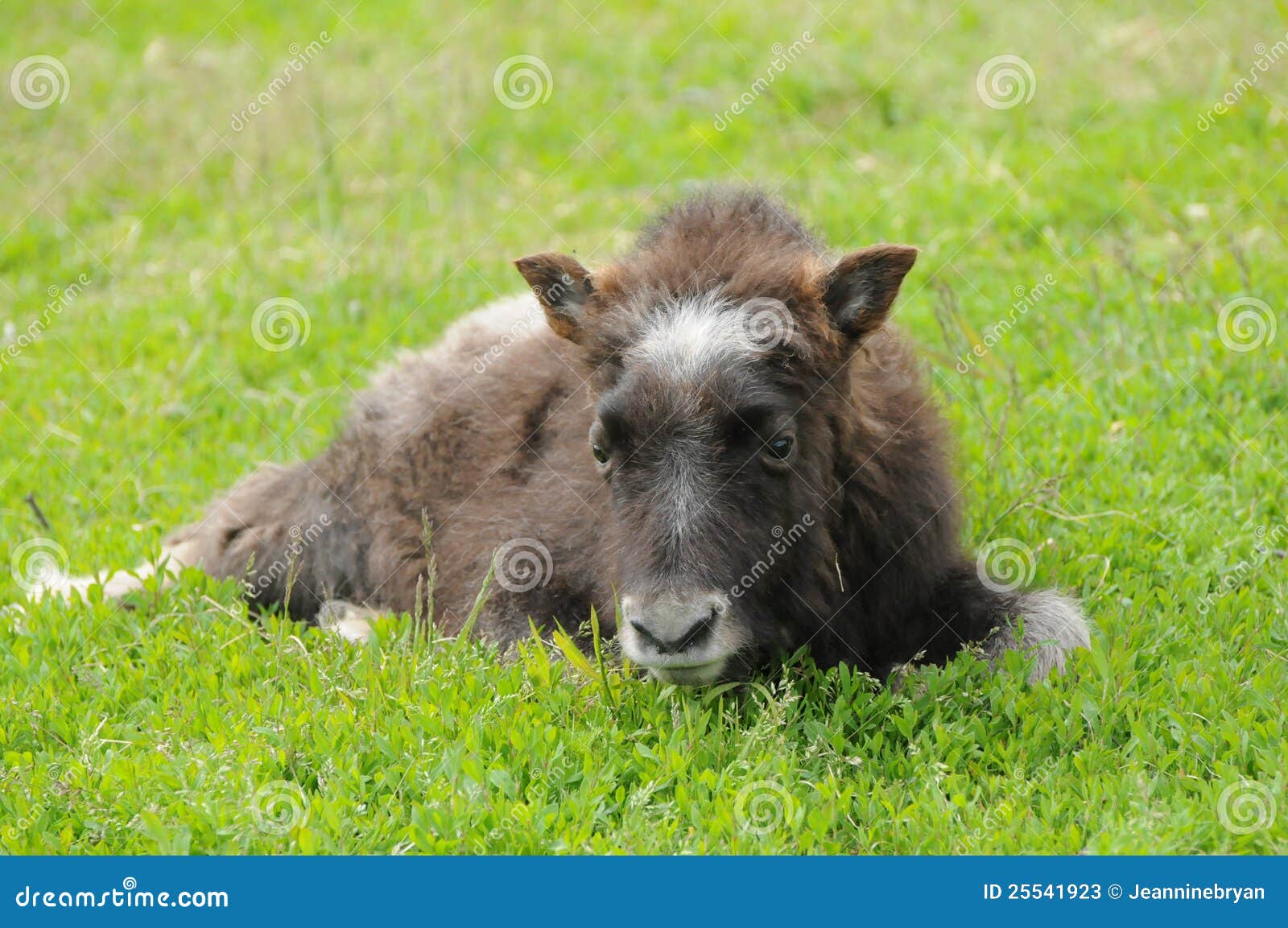 Un Buey De Almizcle Del Bebé Imagen de archivo - Imagen de resorte ...