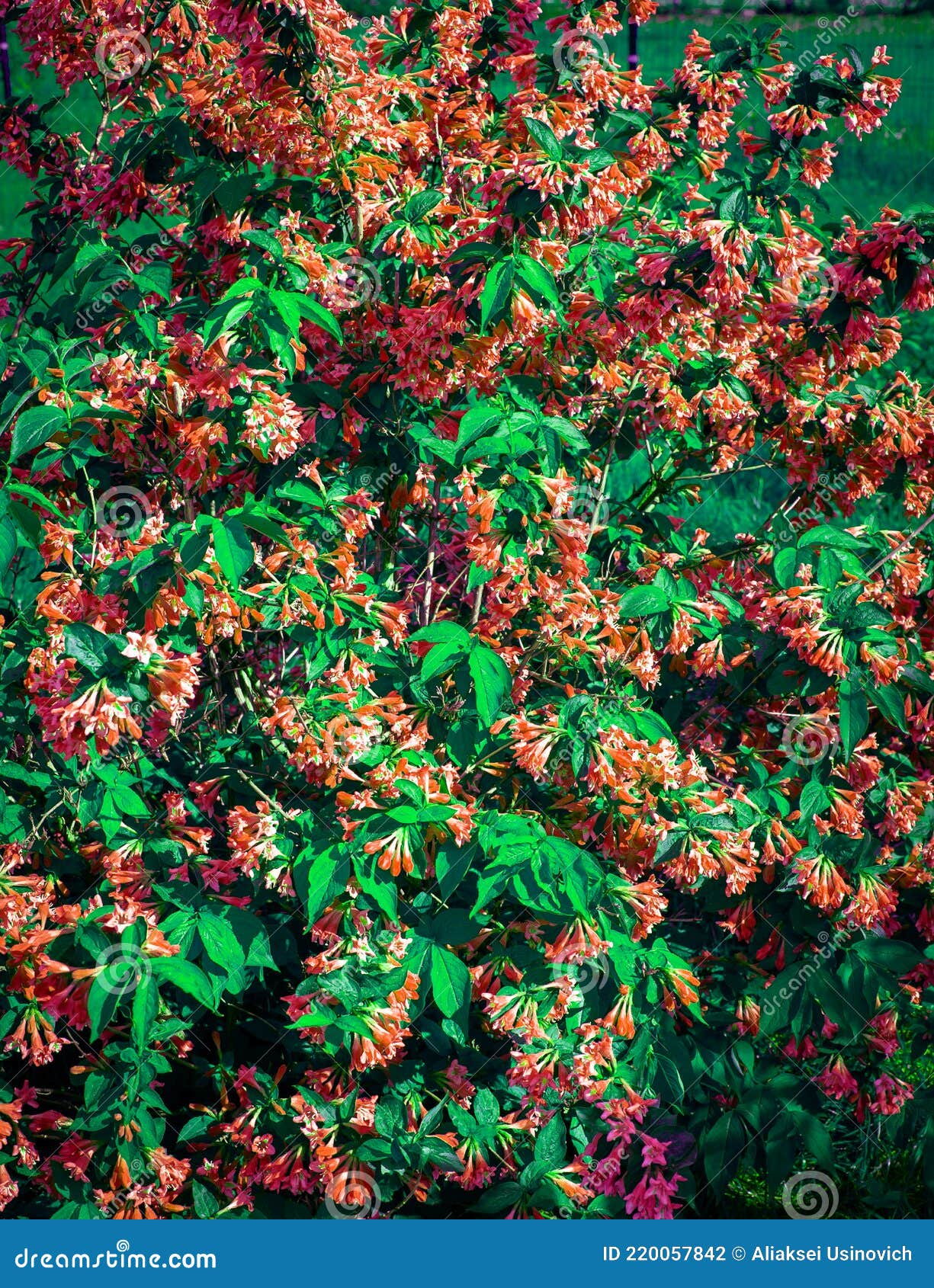 Un Buisson Avec De Belles Fleurs Rouges Photo stock - Image du heureux ...
