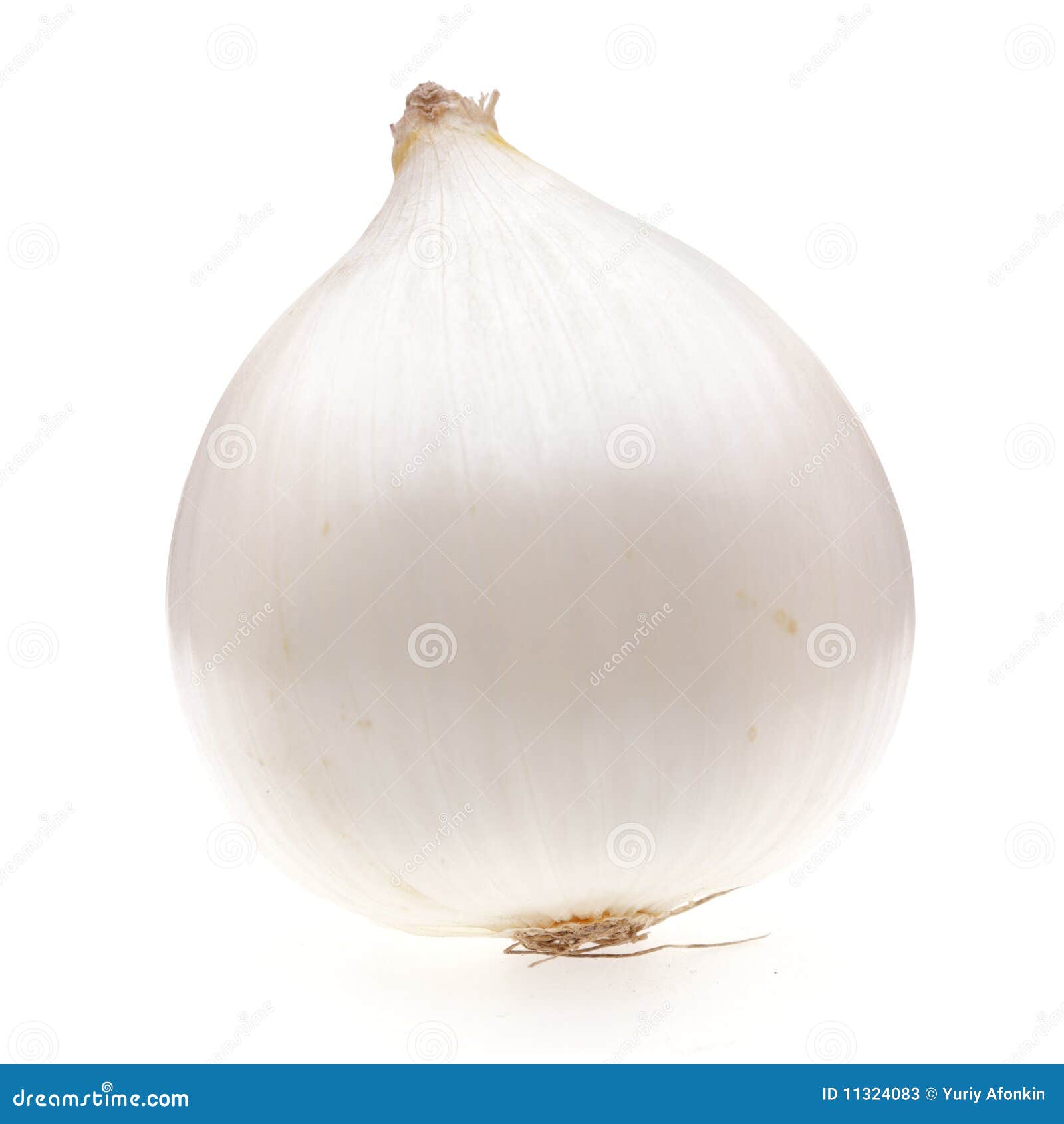 Un Bulbo De La Cebolla Blanca Imagen de archivo - Imagen de bulbo ...