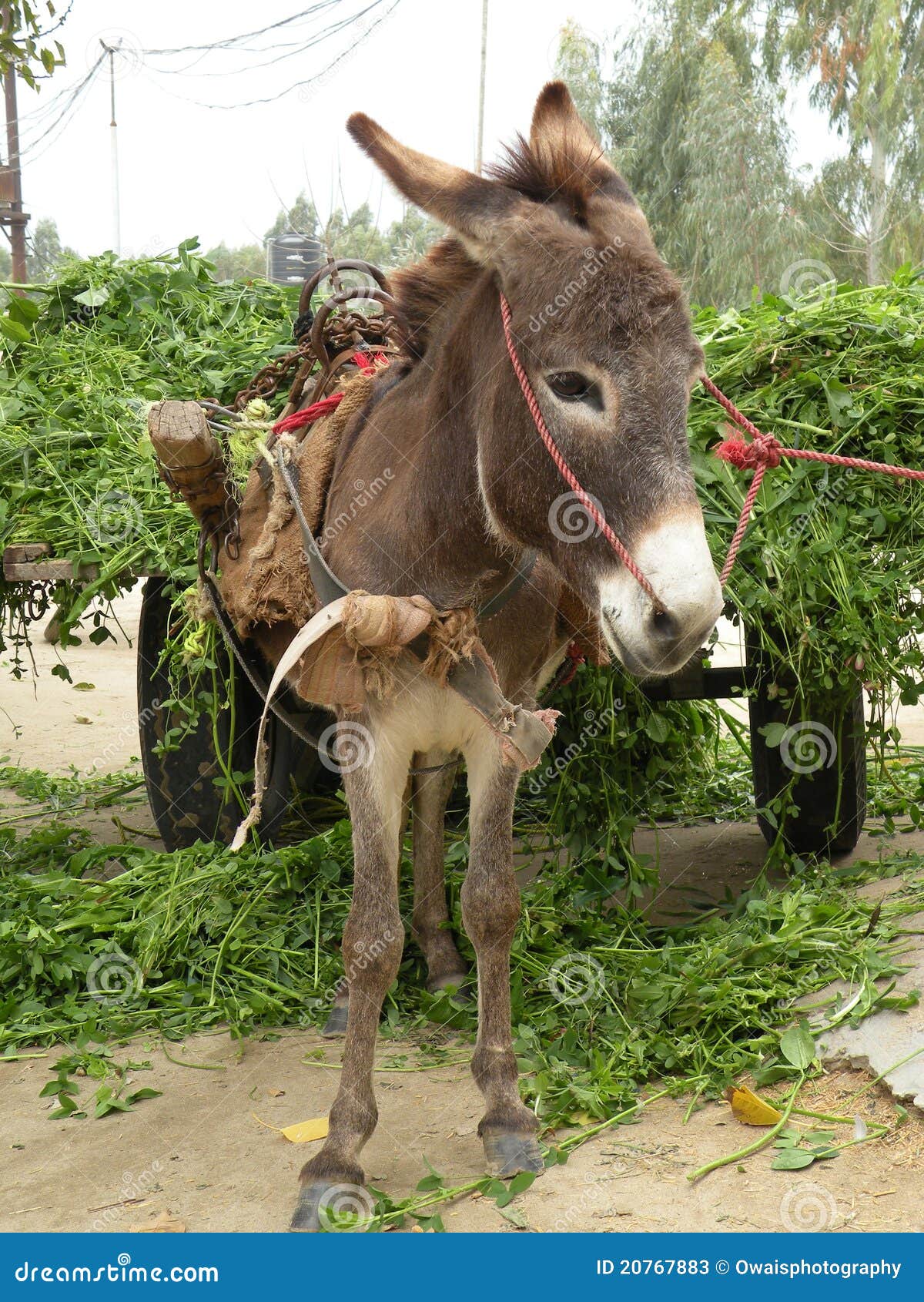 Un burro imagen de archivo. Imagen de montura, punyab - 20767883