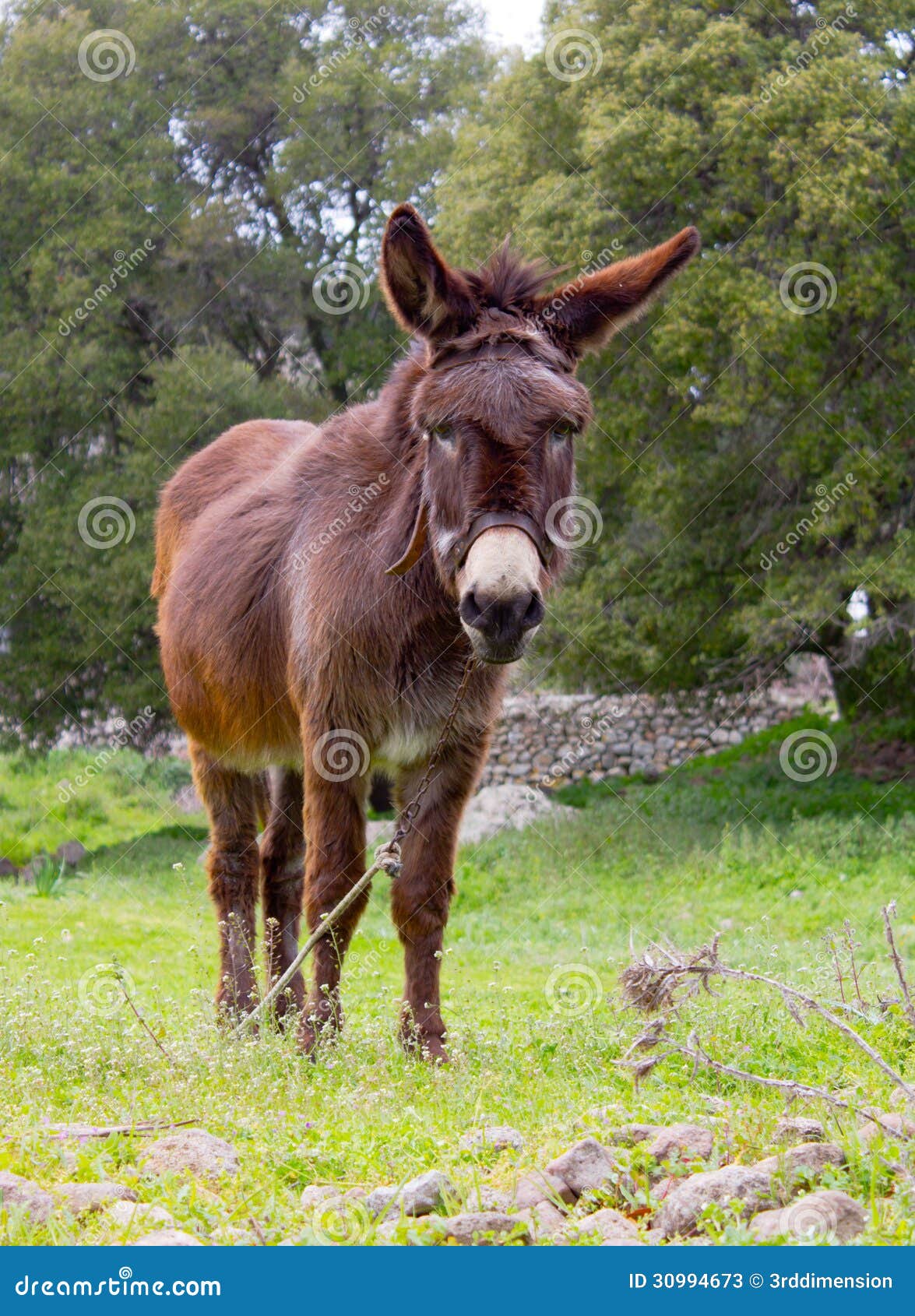 Un burro imagen de archivo. Imagen de burro, verde, caballo - 30994673