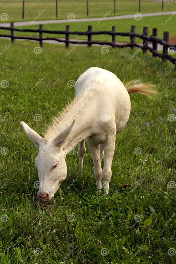 Un burro blanco imagen de archivo. Imagen de peludo, fauna - 32683431