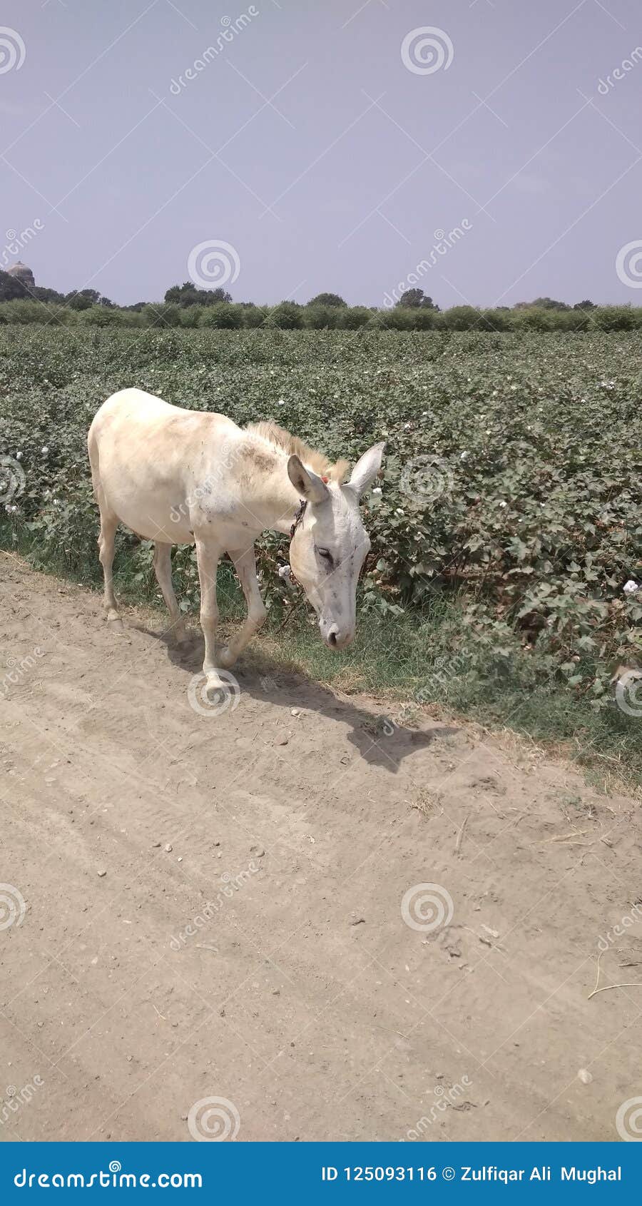 Un burro blanco grande foto de archivo. Imagen de blanco - 125093116