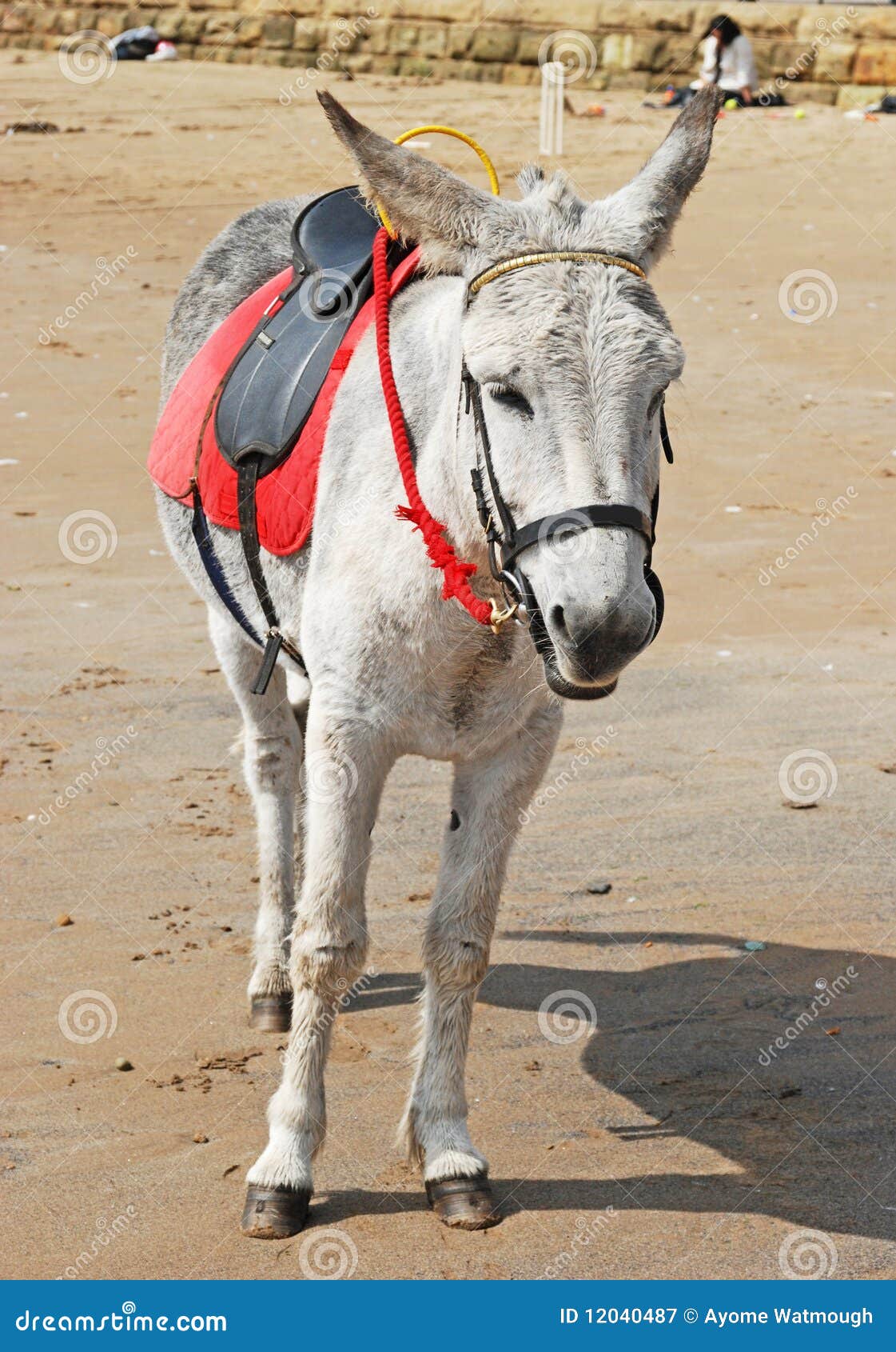 Un Burro De Mirada Triste En La Playa. Imagen de archivo - Imagen de ...